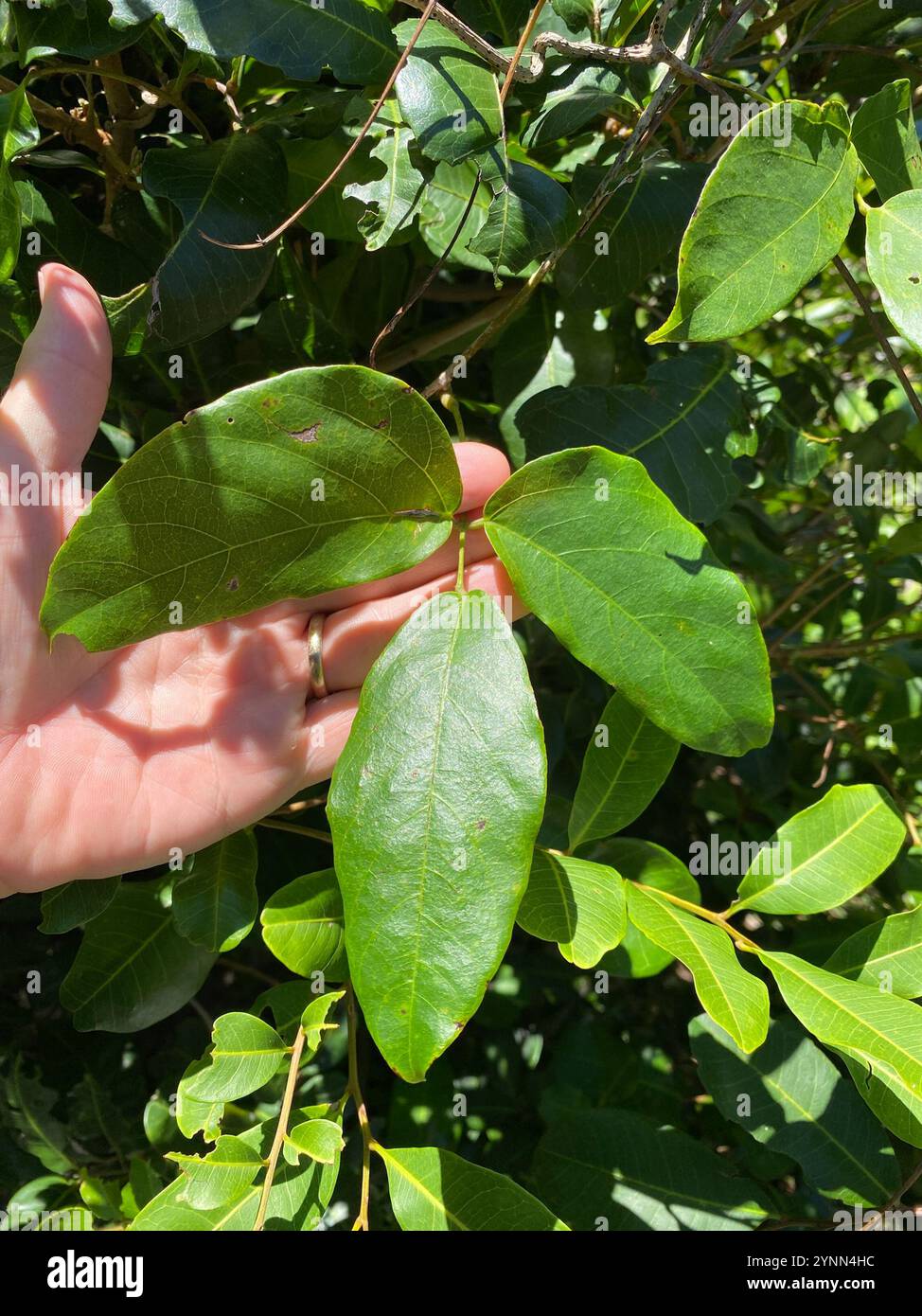 Burny Bean (Mucuna gigantea Stock Photo - Alamy