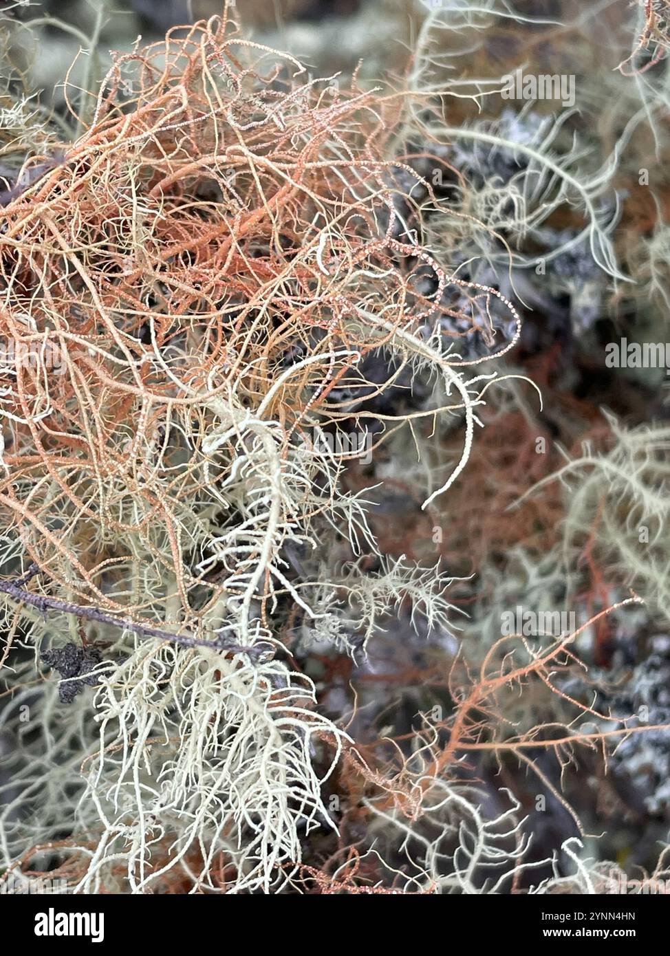 Red Beard Lichen (Usnea rubicunda Stock Photo - Alamy