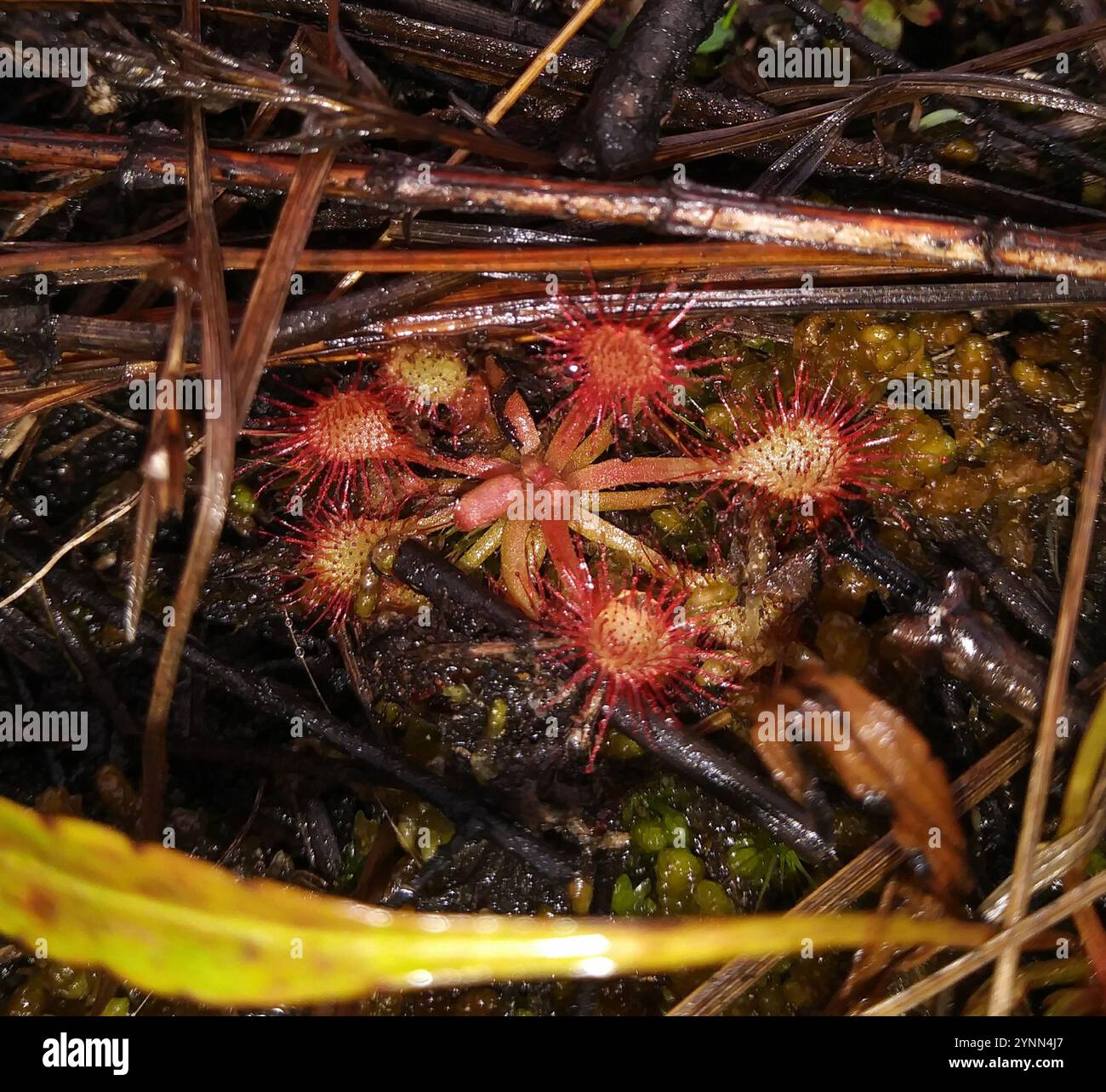 Pink Sundew (Drosera capillaris Stock Photo - Alamy
