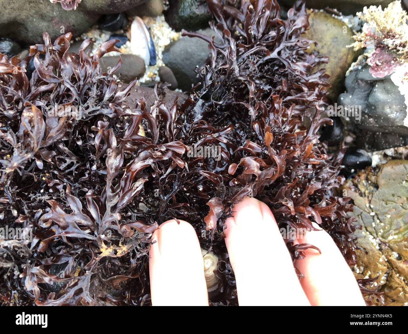 encrusting red algae (Mastocarpus Stock Photo - Alamy