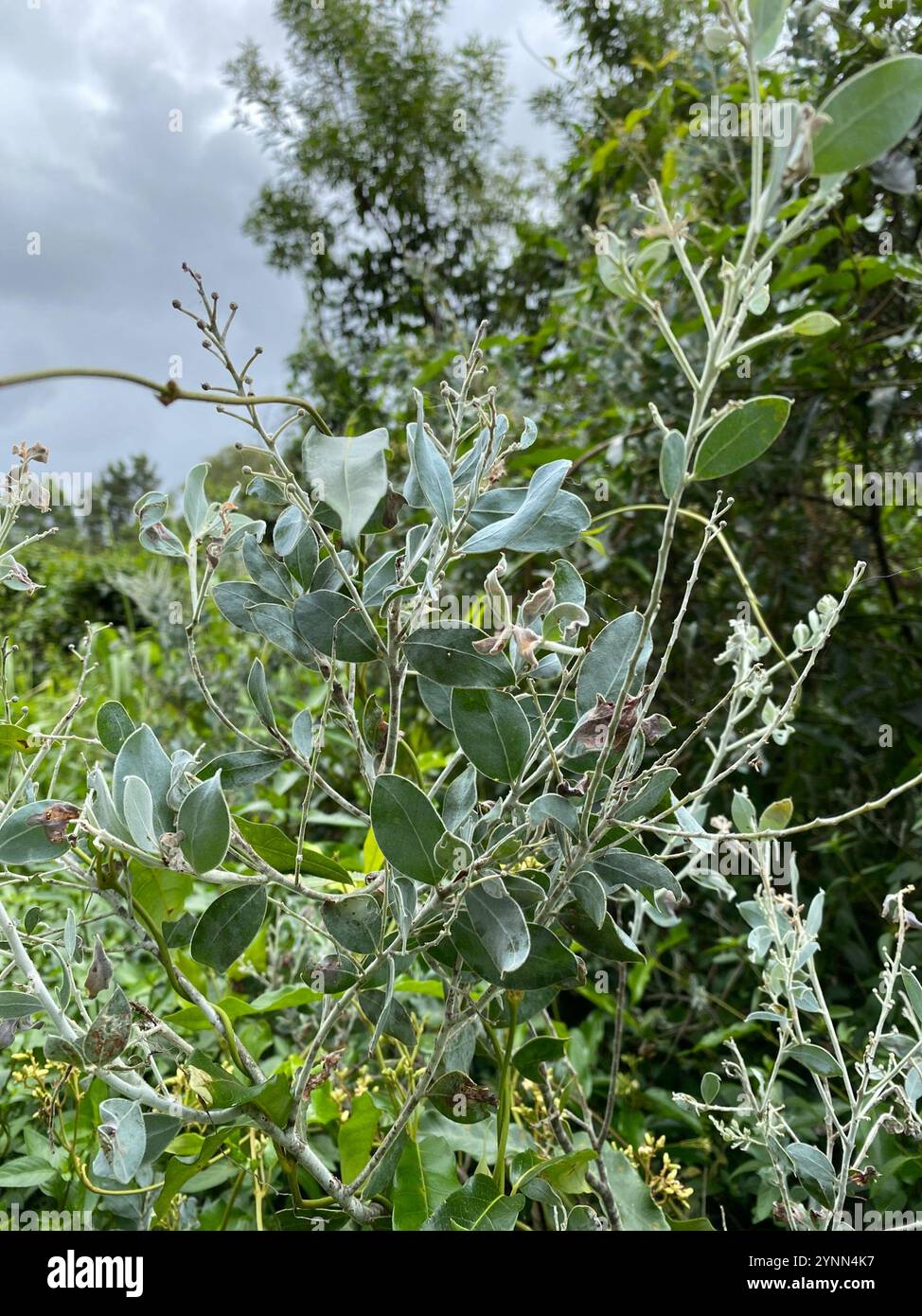 Queensland silver wattle (Acacia podalyriifolia Stock Photo - Alamy