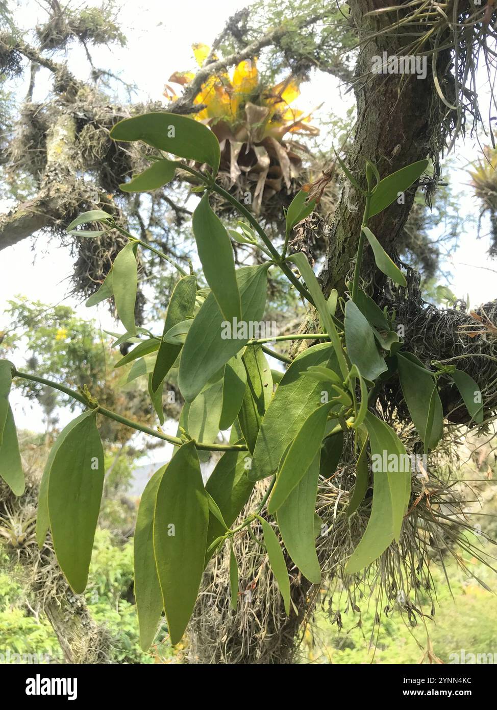 trailing lily (Bomarea multiflora Stock Photo - Alamy