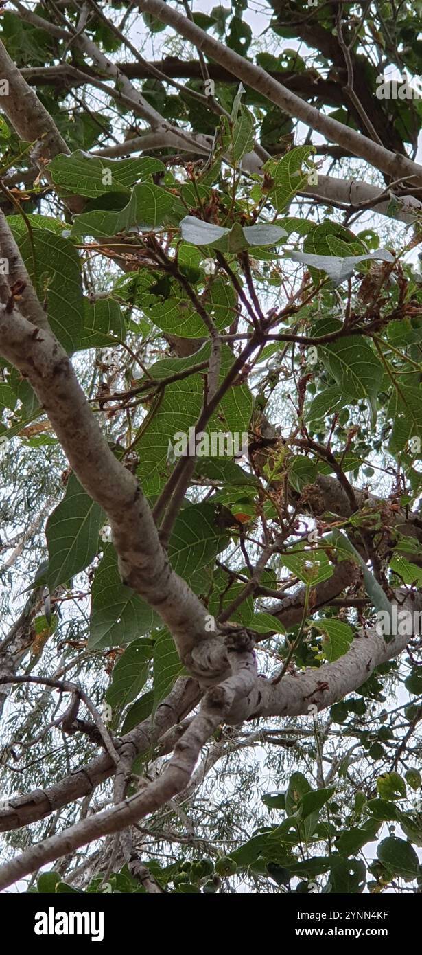 White fig (Ficus virens Stock Photo - Alamy