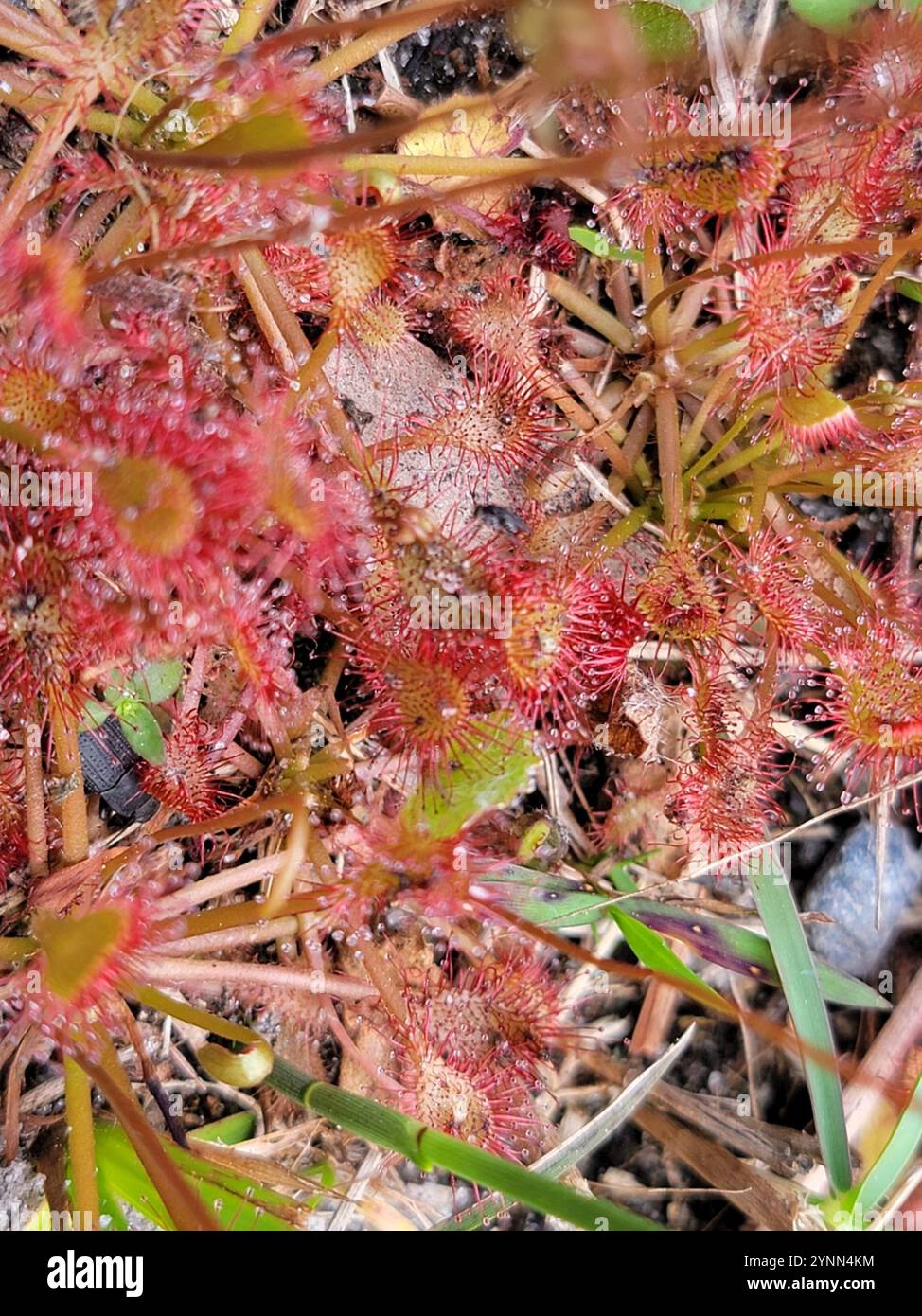 Pink Sundew (Drosera capillaris Stock Photo - Alamy