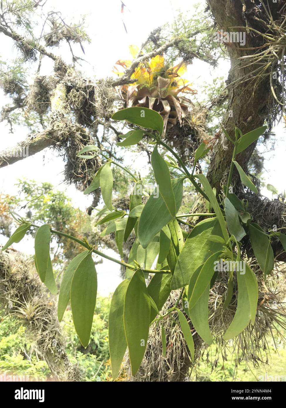 trailing lily (Bomarea multiflora Stock Photo - Alamy