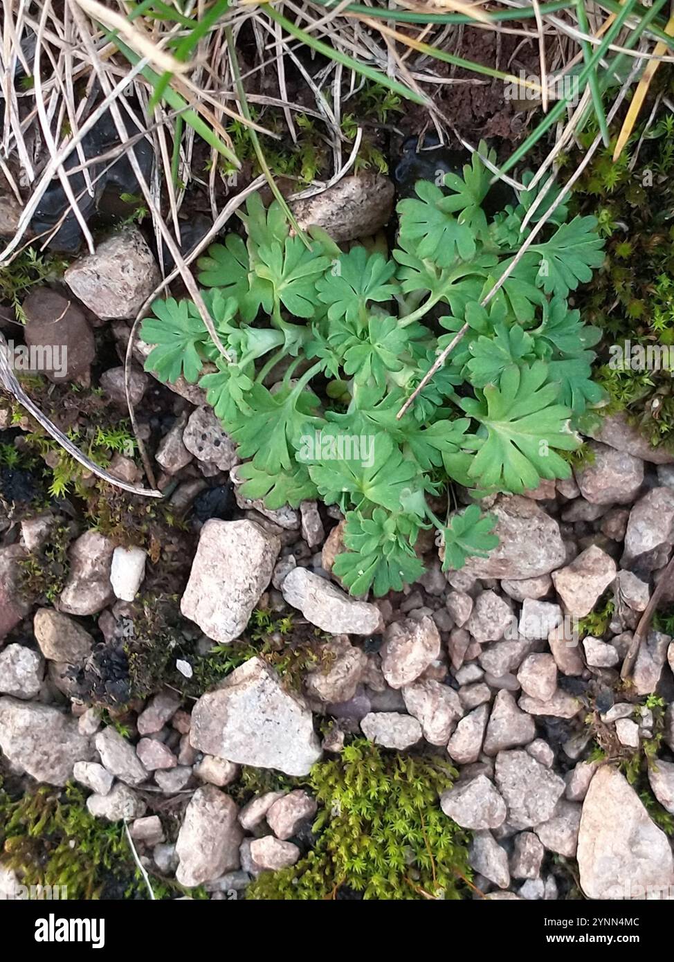 Alchemilla arvensis hi-res stock photography and images - Alamy