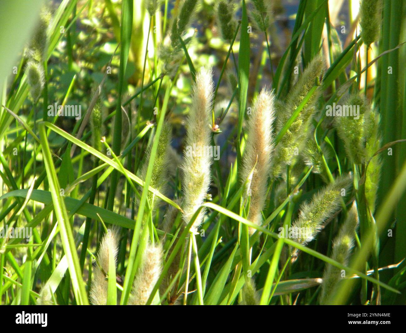 Rabbitfoot grass hi-res stock photography and images - Alamy