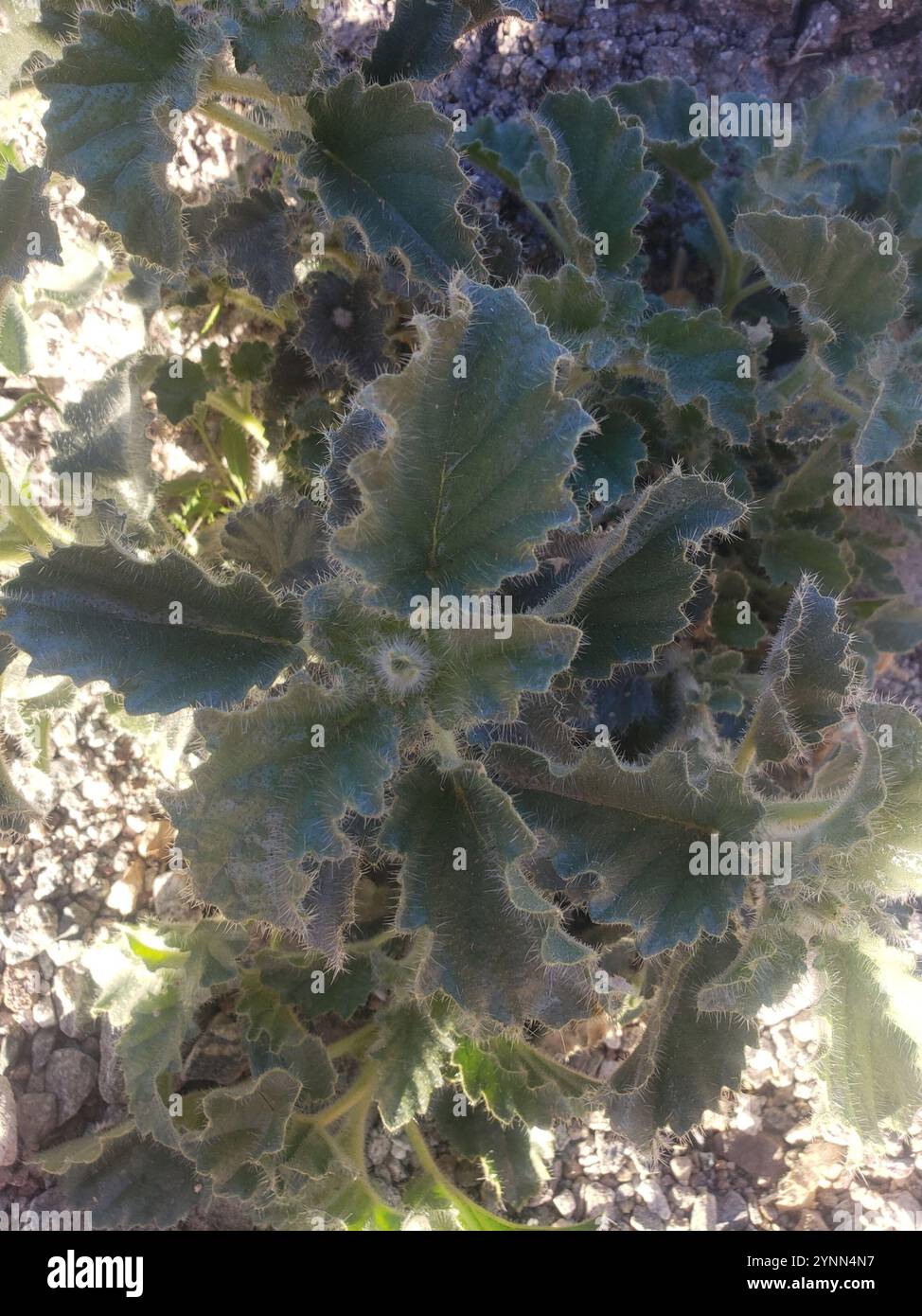 desert rock nettle (Eucnide urens Stock Photo - Alamy