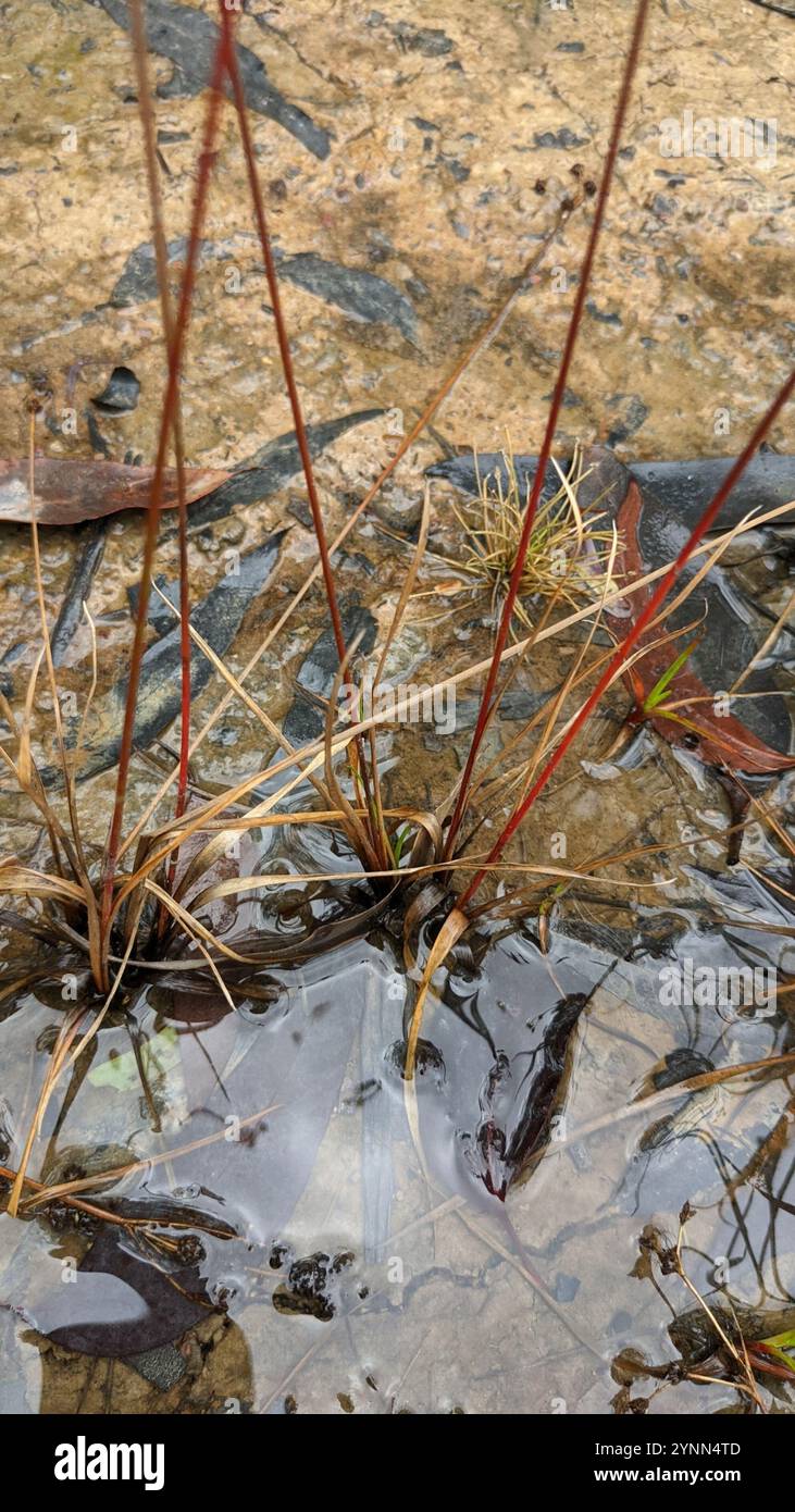 Flat-leaved Rush (Juncus planifolius Stock Photo - Alamy