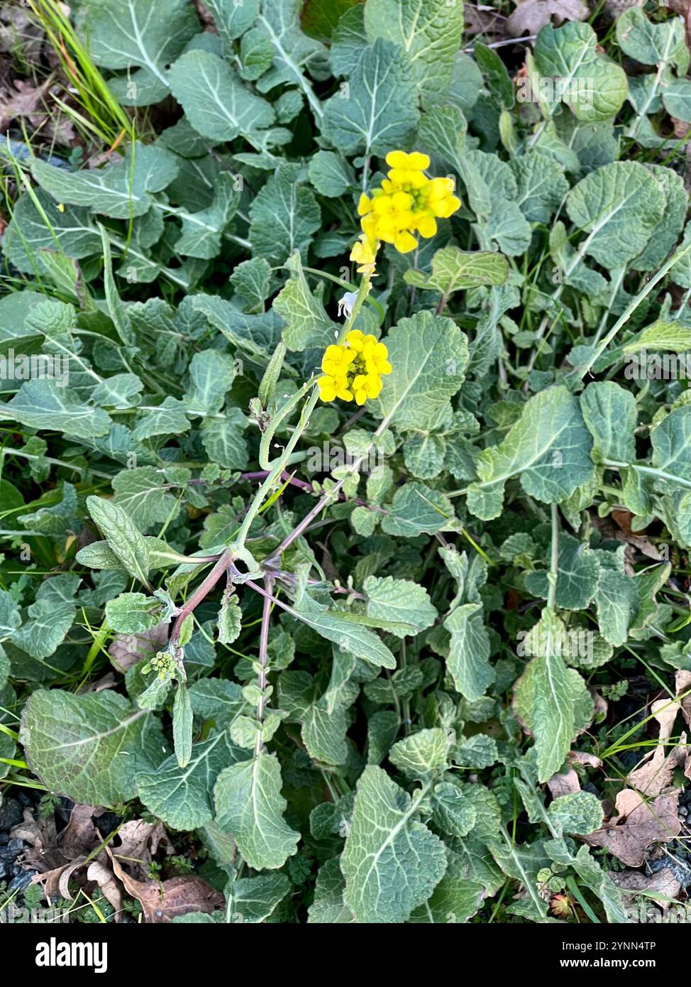Shortpod Mustard (Hirschfeldia incana Stock Photo - Alamy
