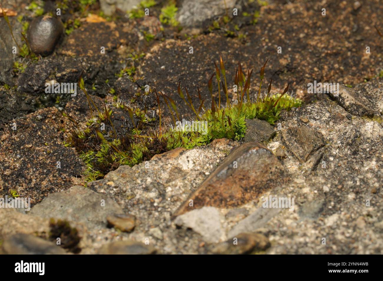 Common wall-screw moss (Tortula muralis muralis Stock Photo - Alamy
