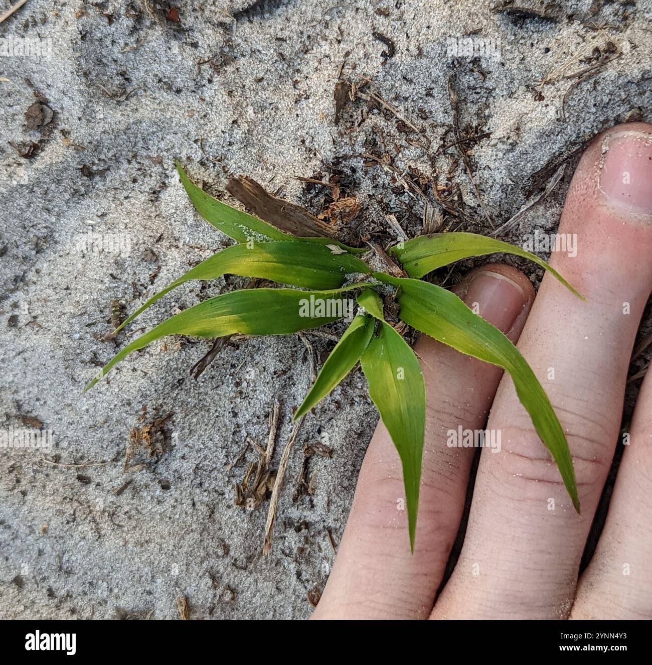 Thin Paspalum (Paspalum setaceum Stock Photo - Alamy