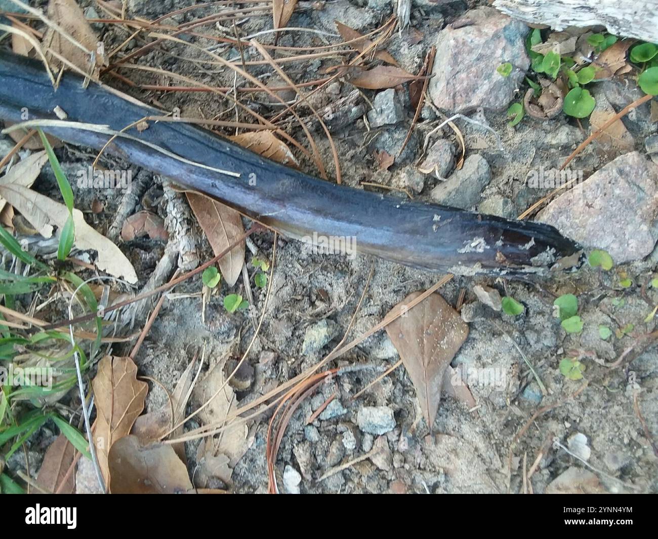 American Eel (Anguilla rostrata Stock Photo - Alamy