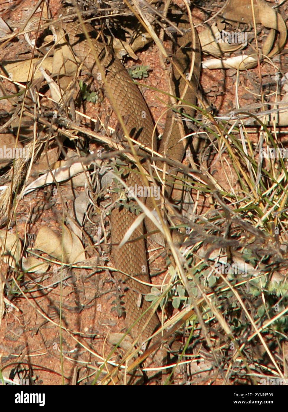 Short-snouted Whip Snake (Psammophis brevirostris Stock Photo - Alamy