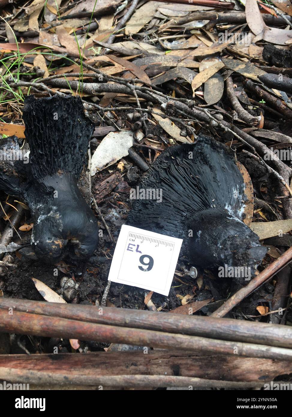 Grey Jockey (Asterophora mirabilis Stock Photo - Alamy