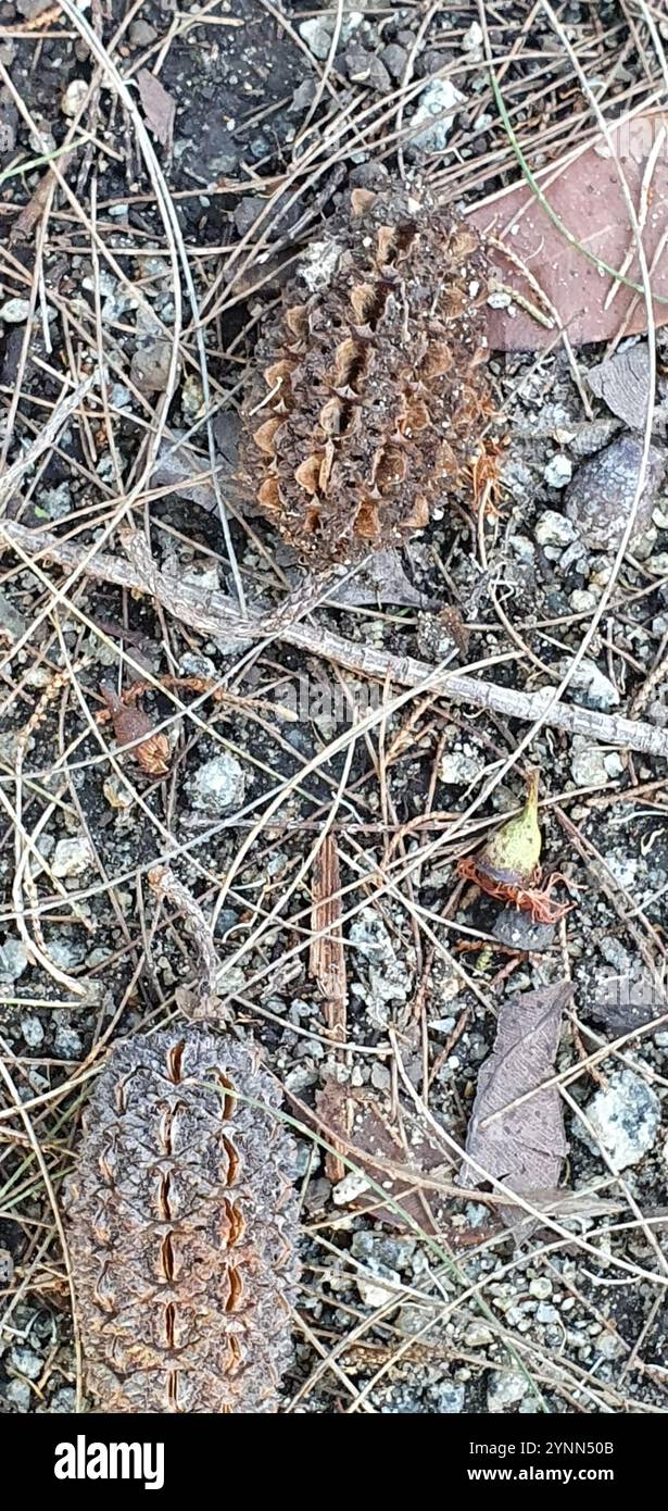 Sheoak forest hi-res stock photography and images - Alamy