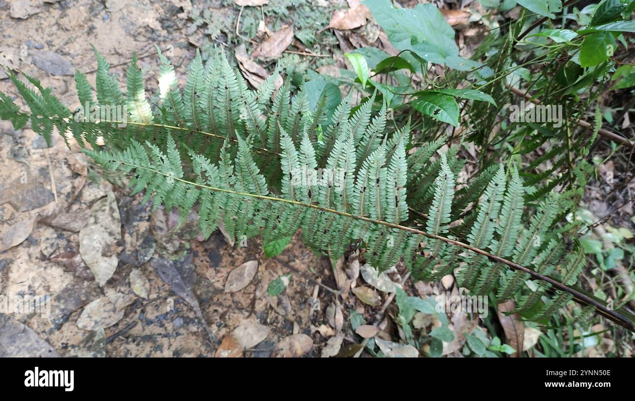 Family thelypteridaceae hi-res stock photography and images - Alamy