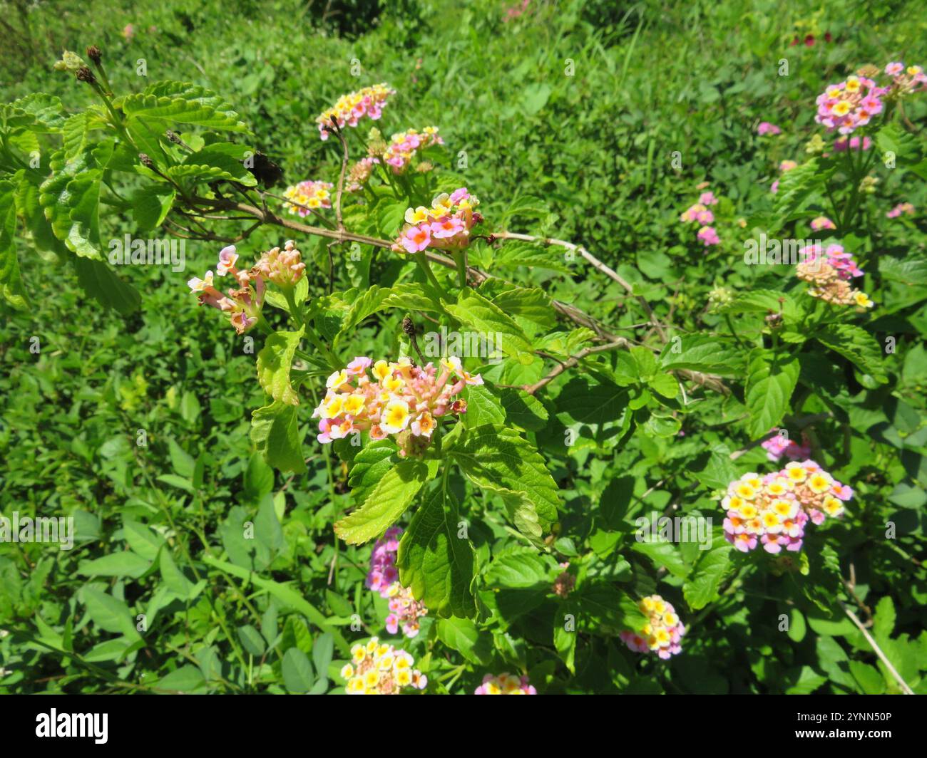 common lantana (Lantana camara Stock Photo - Alamy
