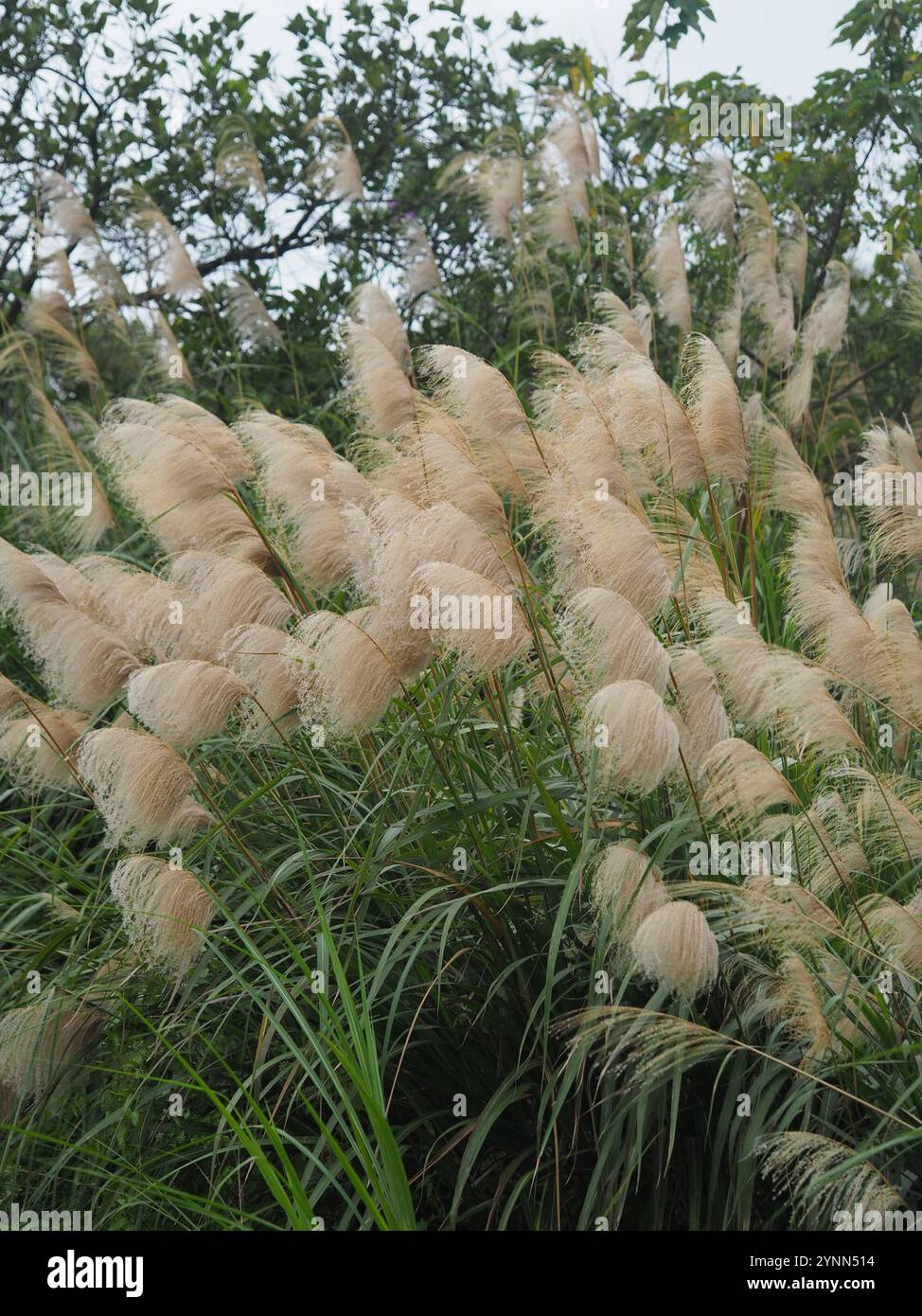 Chinese silver grass (Miscanthus sinensis Stock Photo - Alamy
