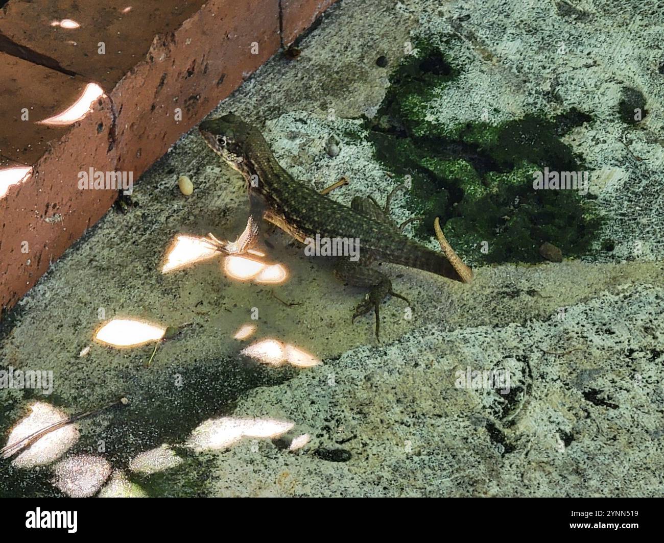 Northern Curly-tailed Lizard (Leiocephalus carinatus Stock Photo - Alamy