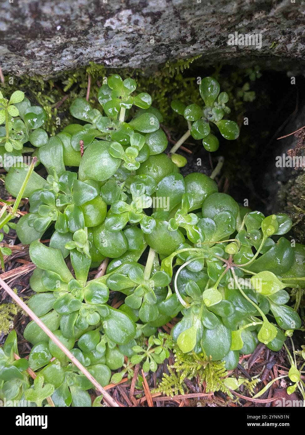 Broad-leaved Stonecrop (Sedum spathulifolium Stock Photo - Alamy