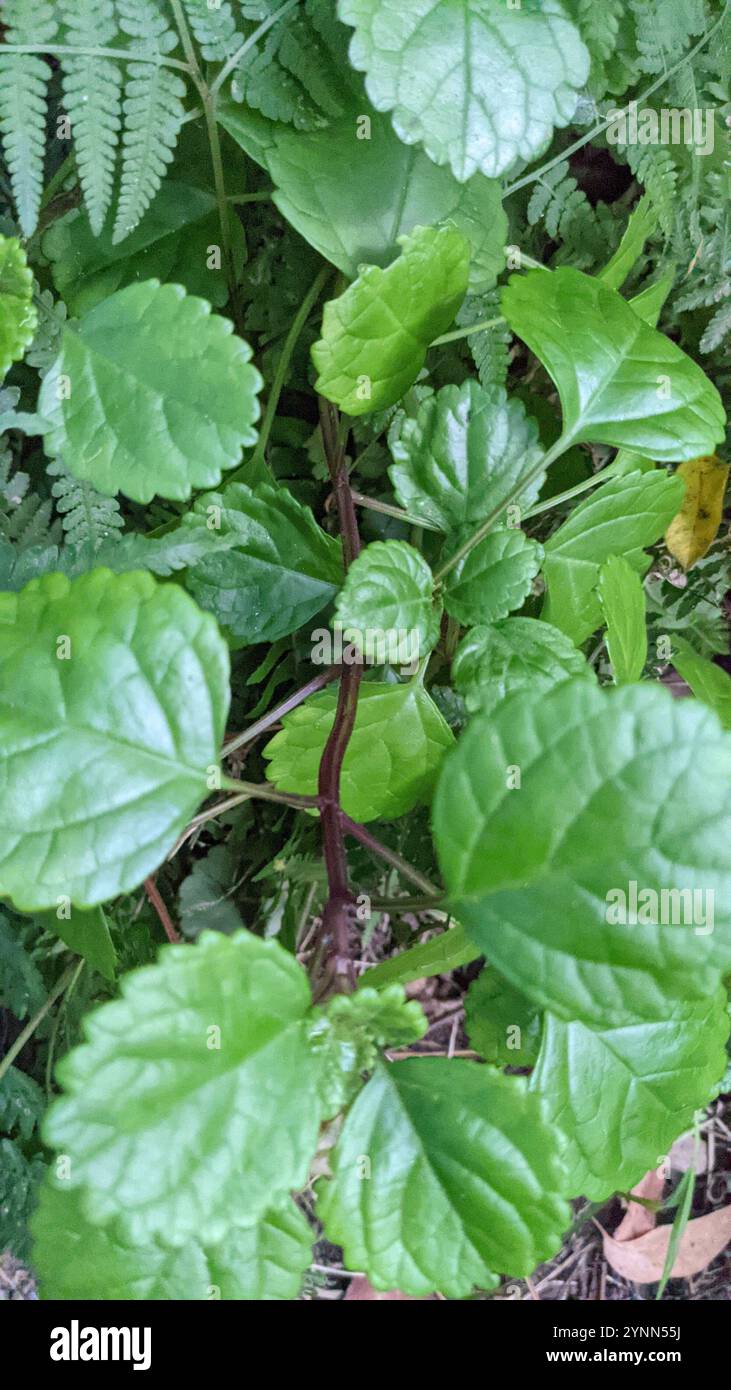 Whorled plectranthus (Plectranthus verticillatus Stock Photo - Alamy