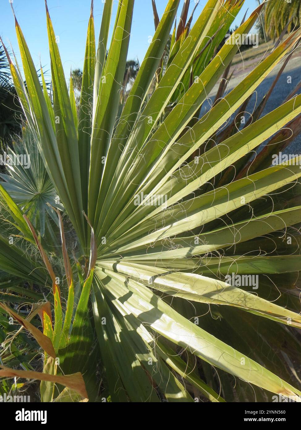 Mexican Fan Palm (Washingtonia robusta Stock Photo - Alamy