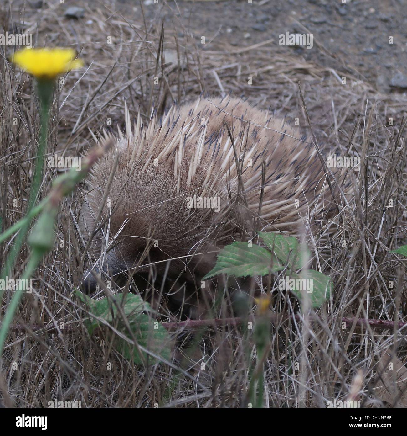 Tasmanian Echidna (Tachyglossus aculeatus setosus Stock Photo - Alamy
