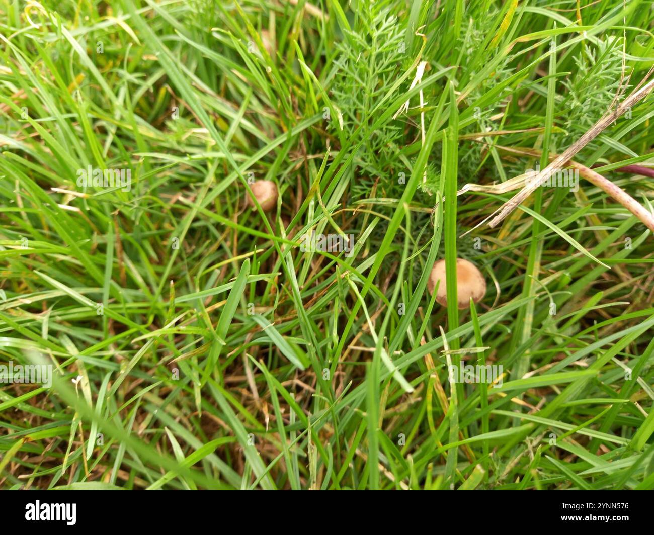 Mowers mushroom panaeolus foenisecii hi-res stock photography and ...