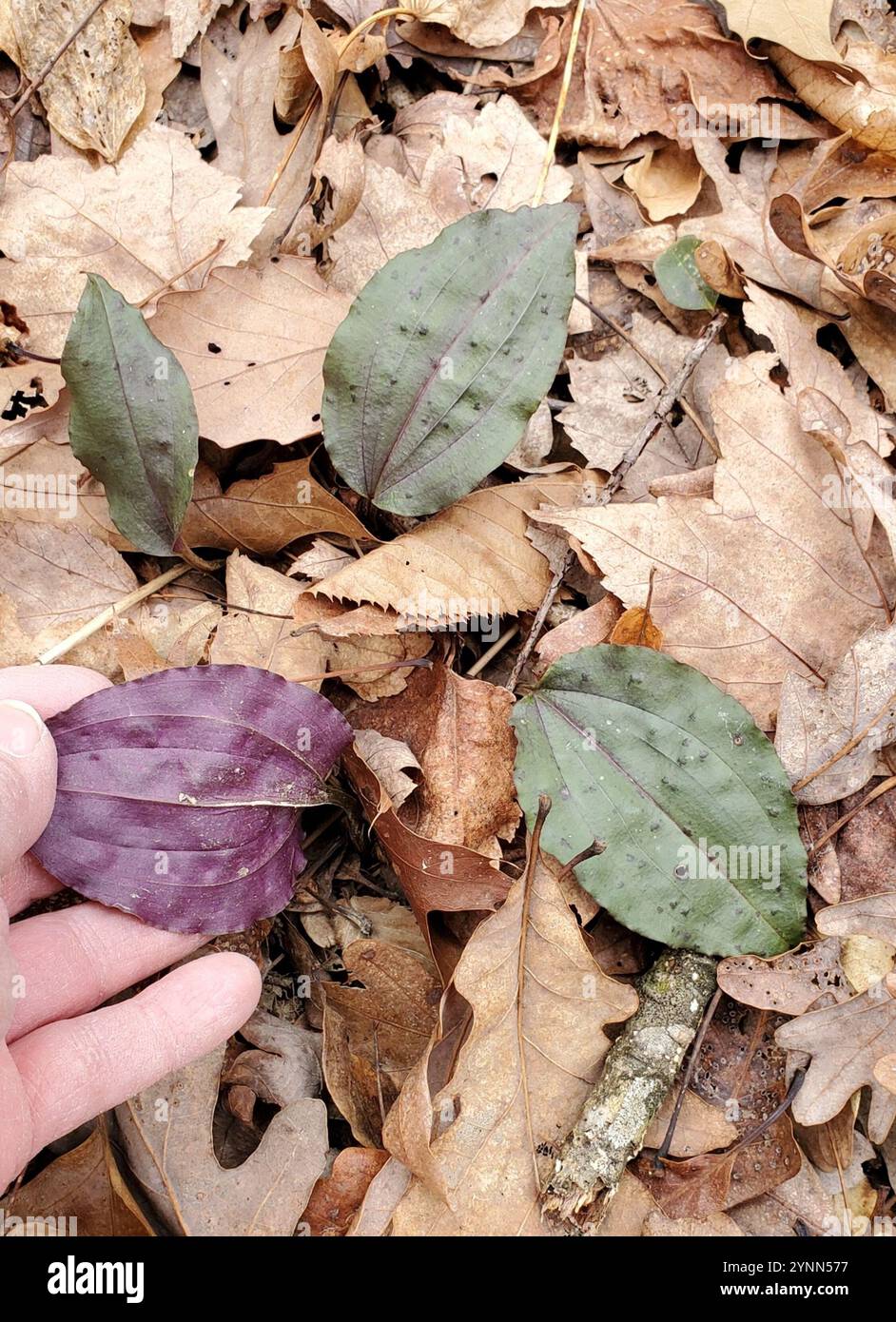 crane-fly orchid (Tipularia discolor Stock Photo - Alamy