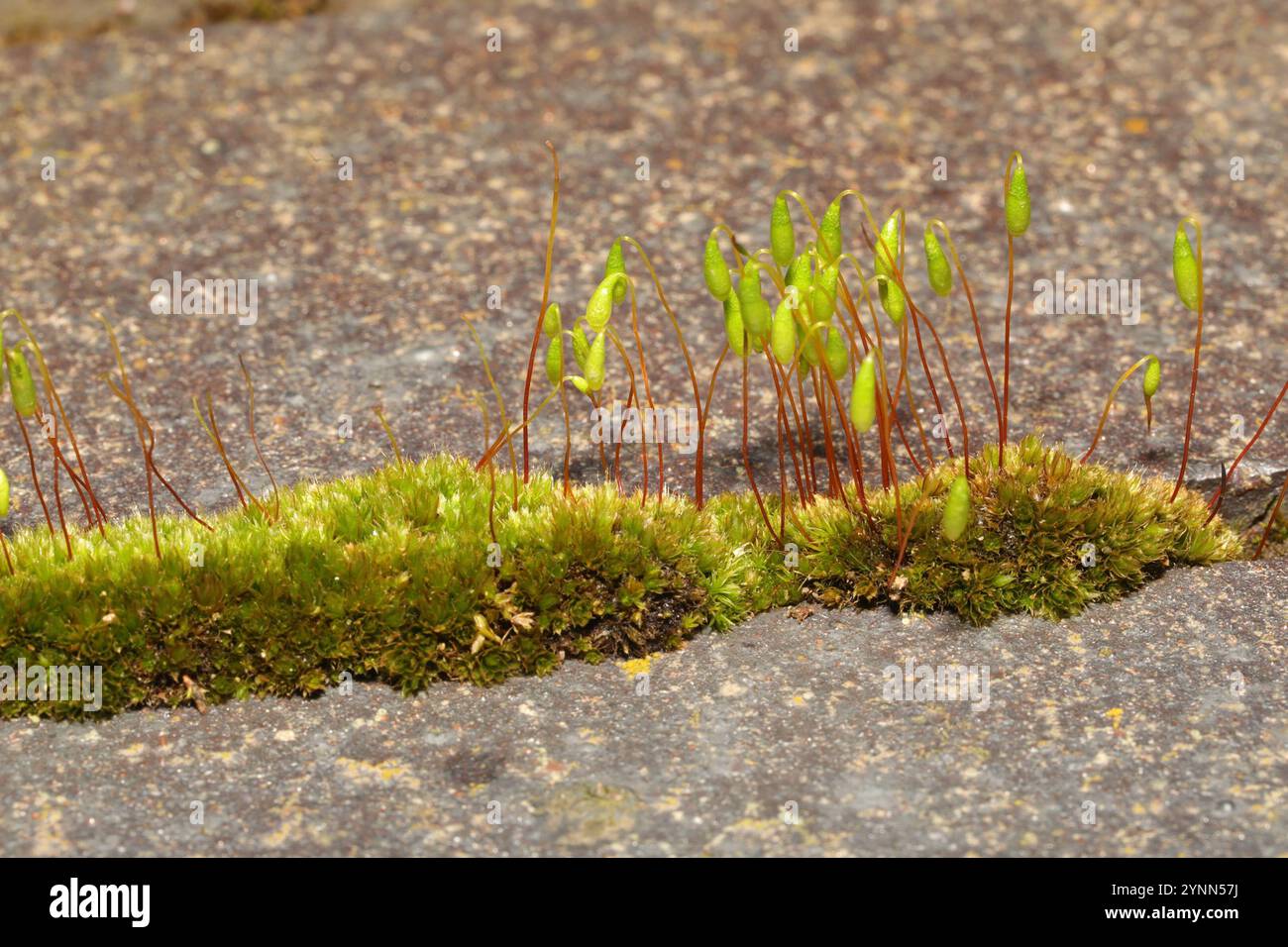 Capillary Thread-moss (Ptychostomum capillare Stock Photo - Alamy
