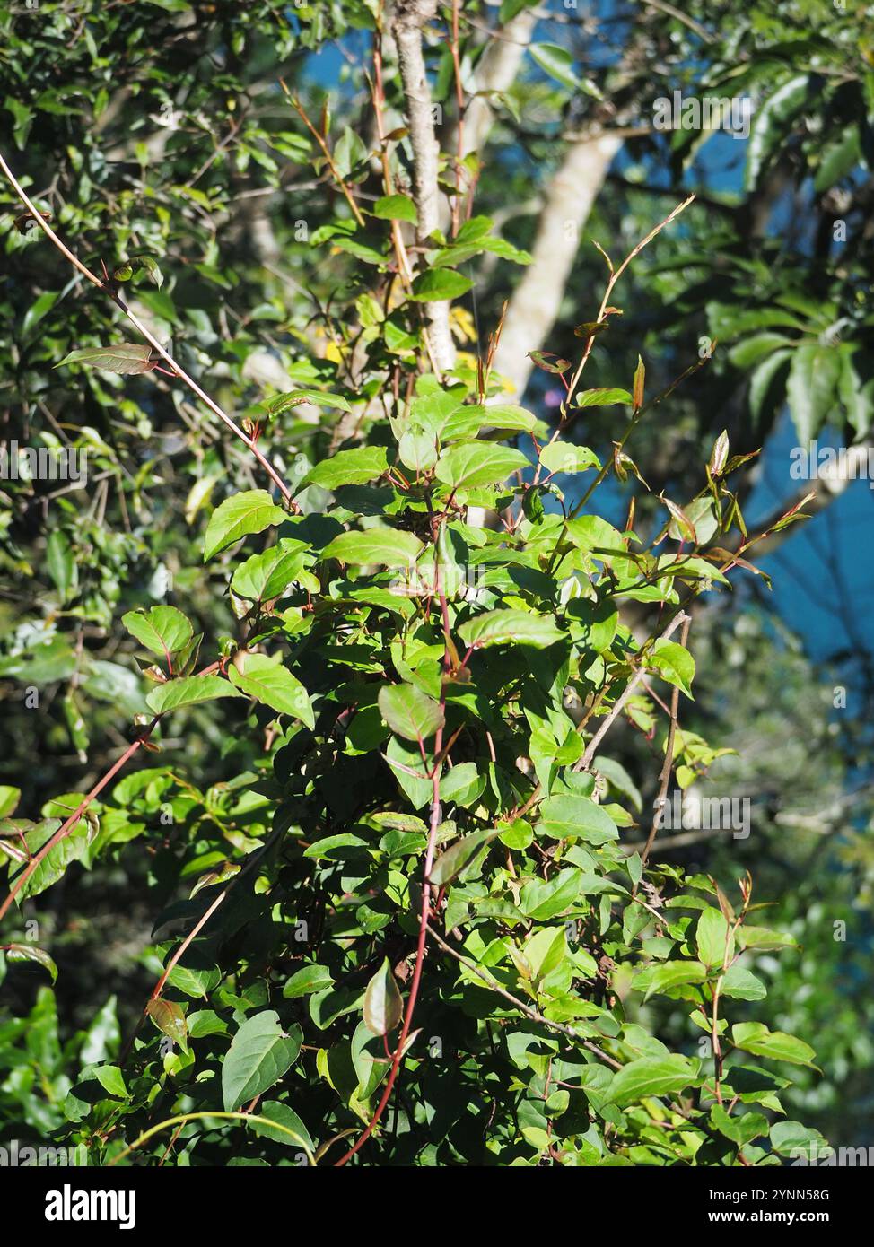 Reynoutria multiflora hi-res stock photography and images - Alamy