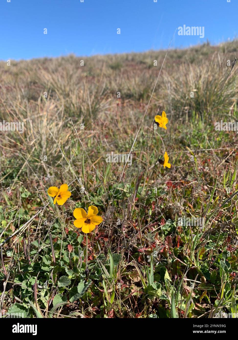 California Golden Violet (Viola pedunculata Stock Photo - Alamy