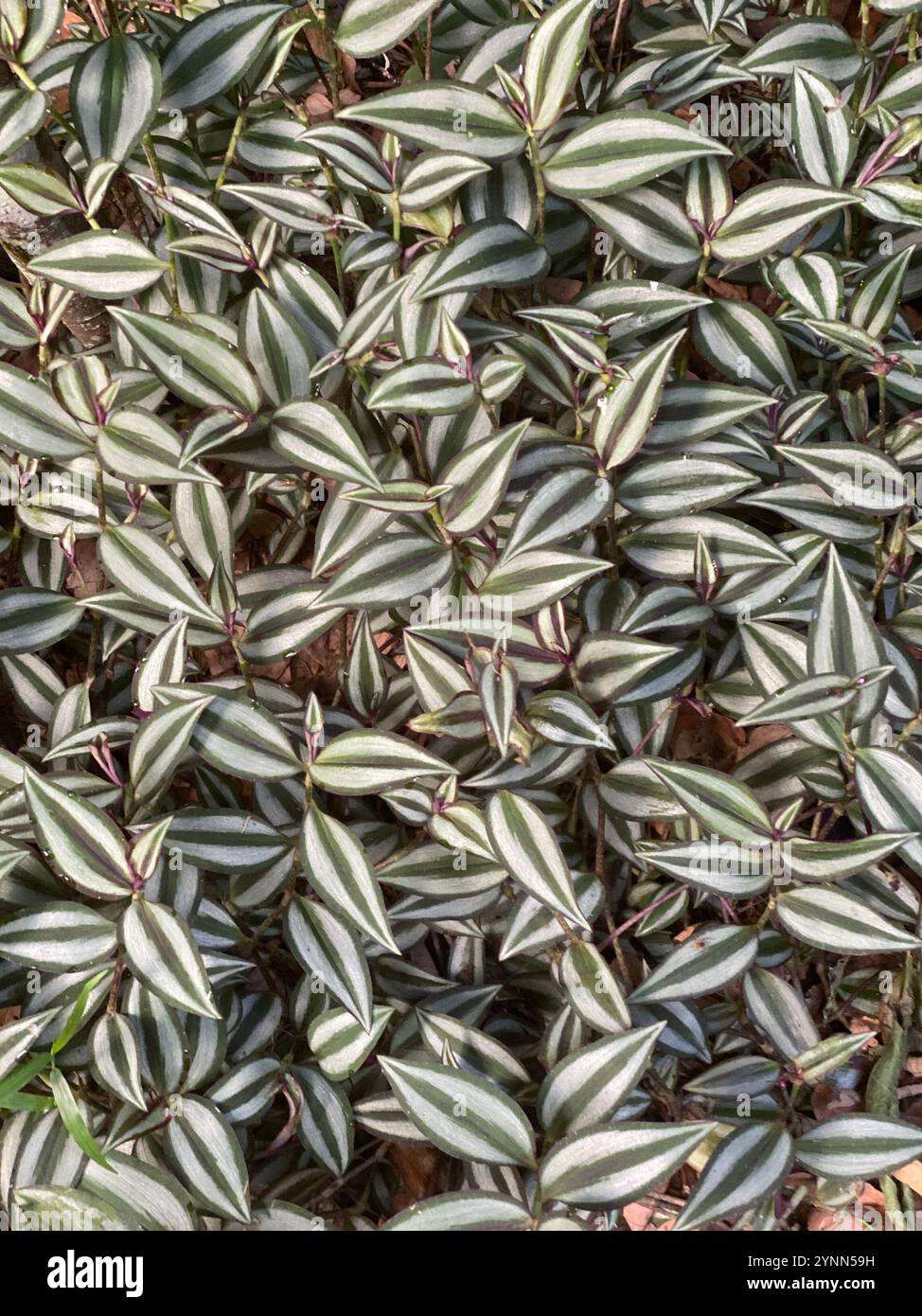 inchplant (Tradescantia zebrina Stock Photo - Alamy