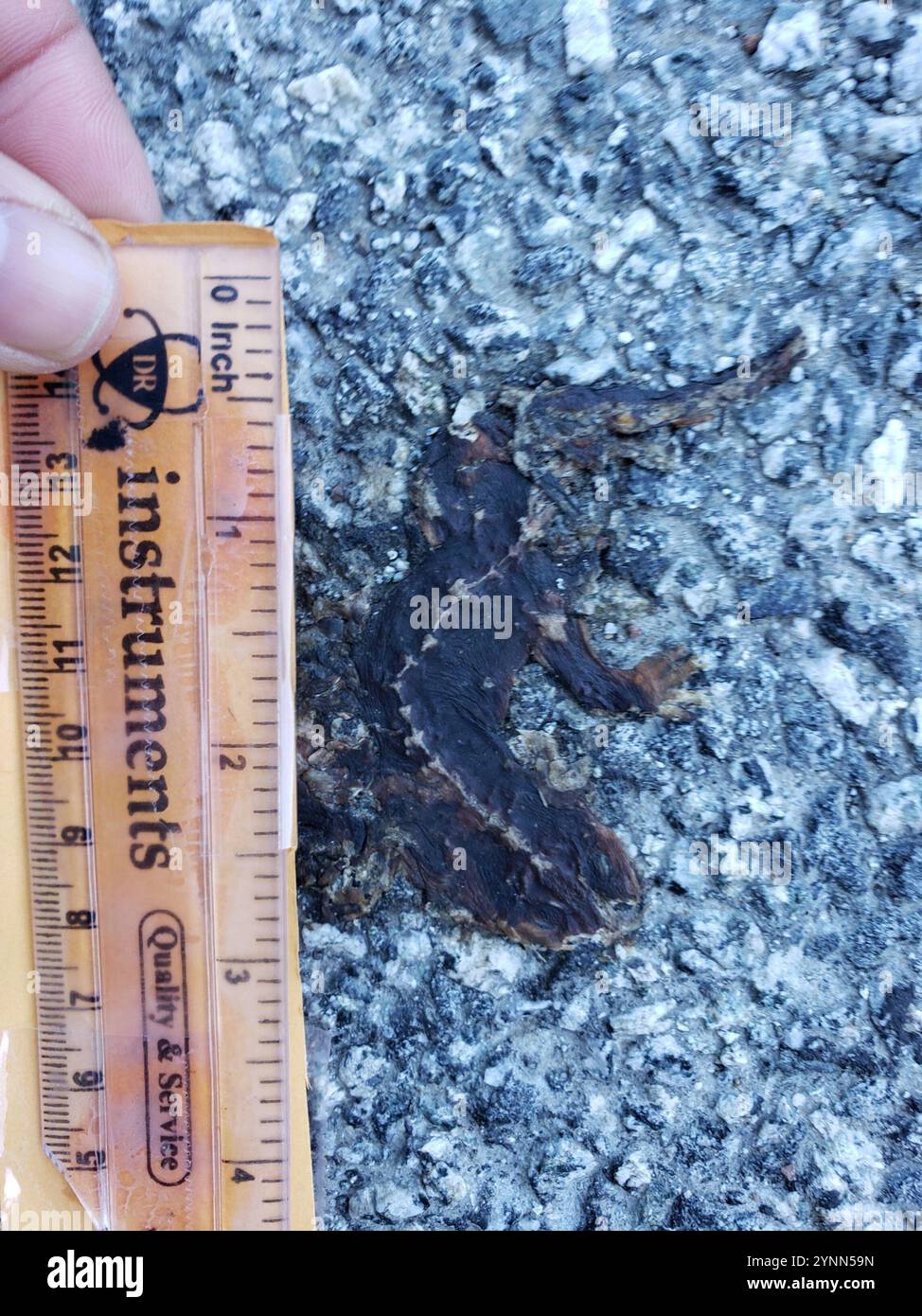 Pacific Newts (Taricha Stock Photo - Alamy