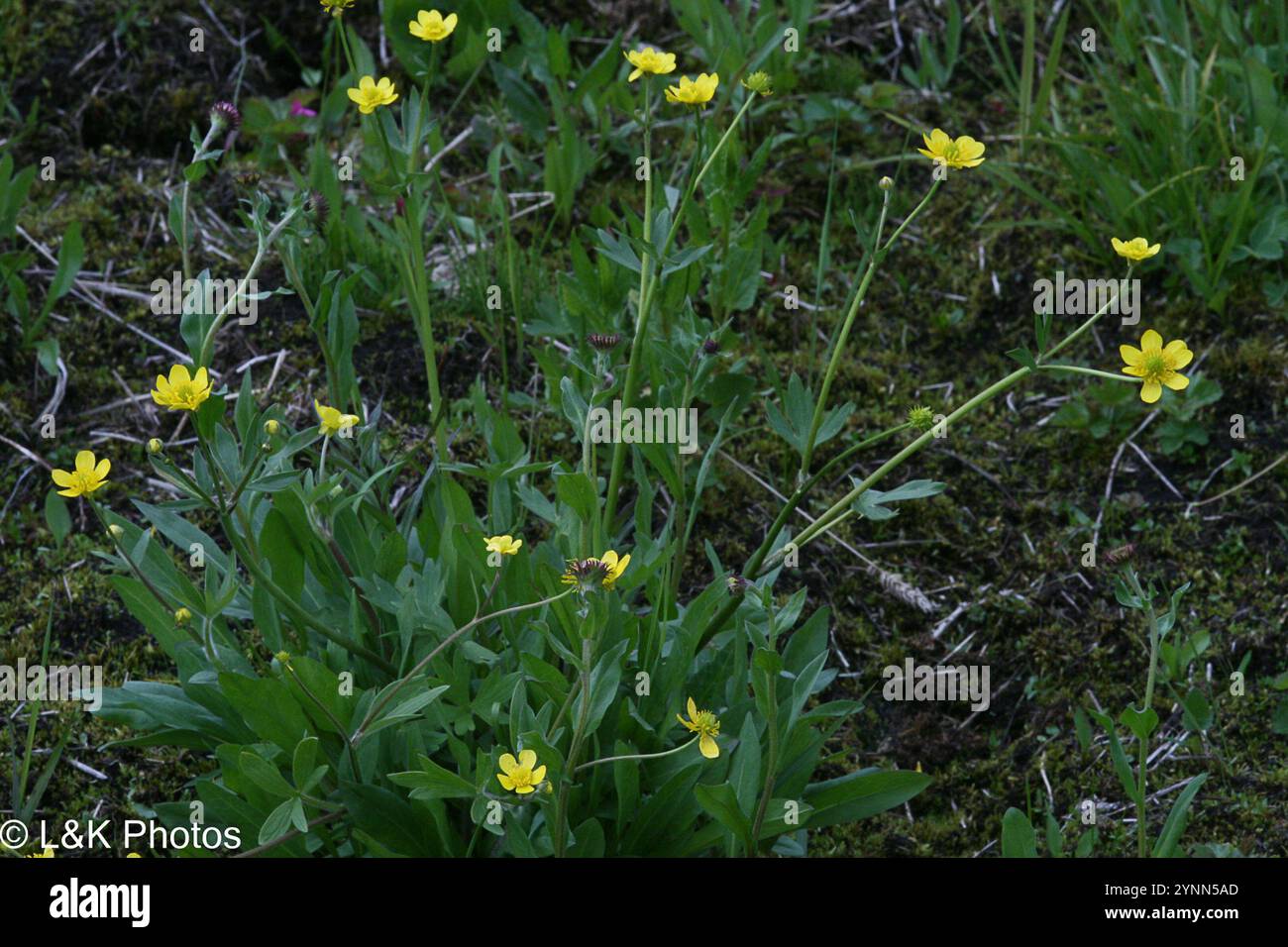 Western Buttercup (Ranunculus occidentalis Stock Photo - Alamy