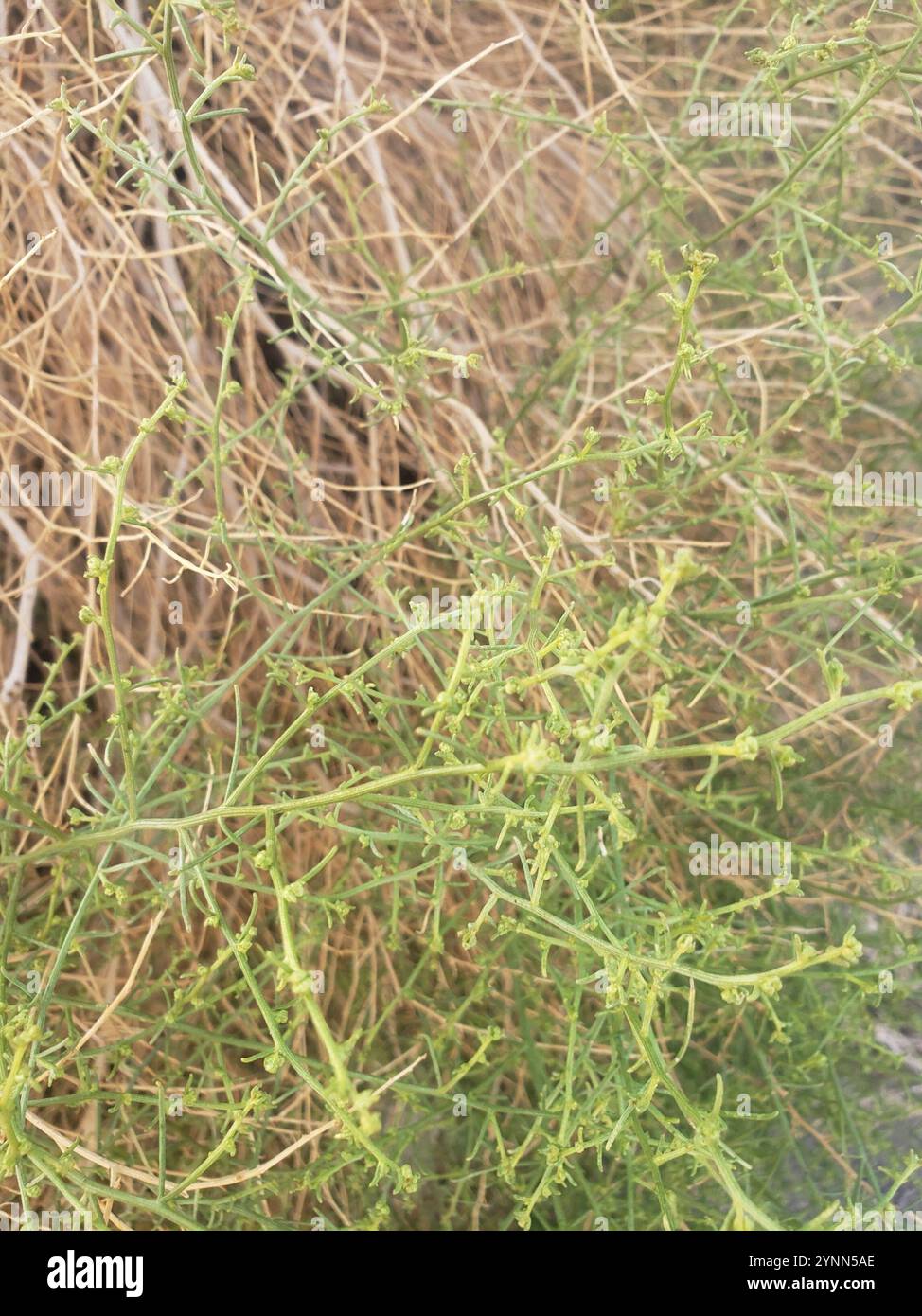 Cheesebush (Ambrosia salsola Stock Photo - Alamy