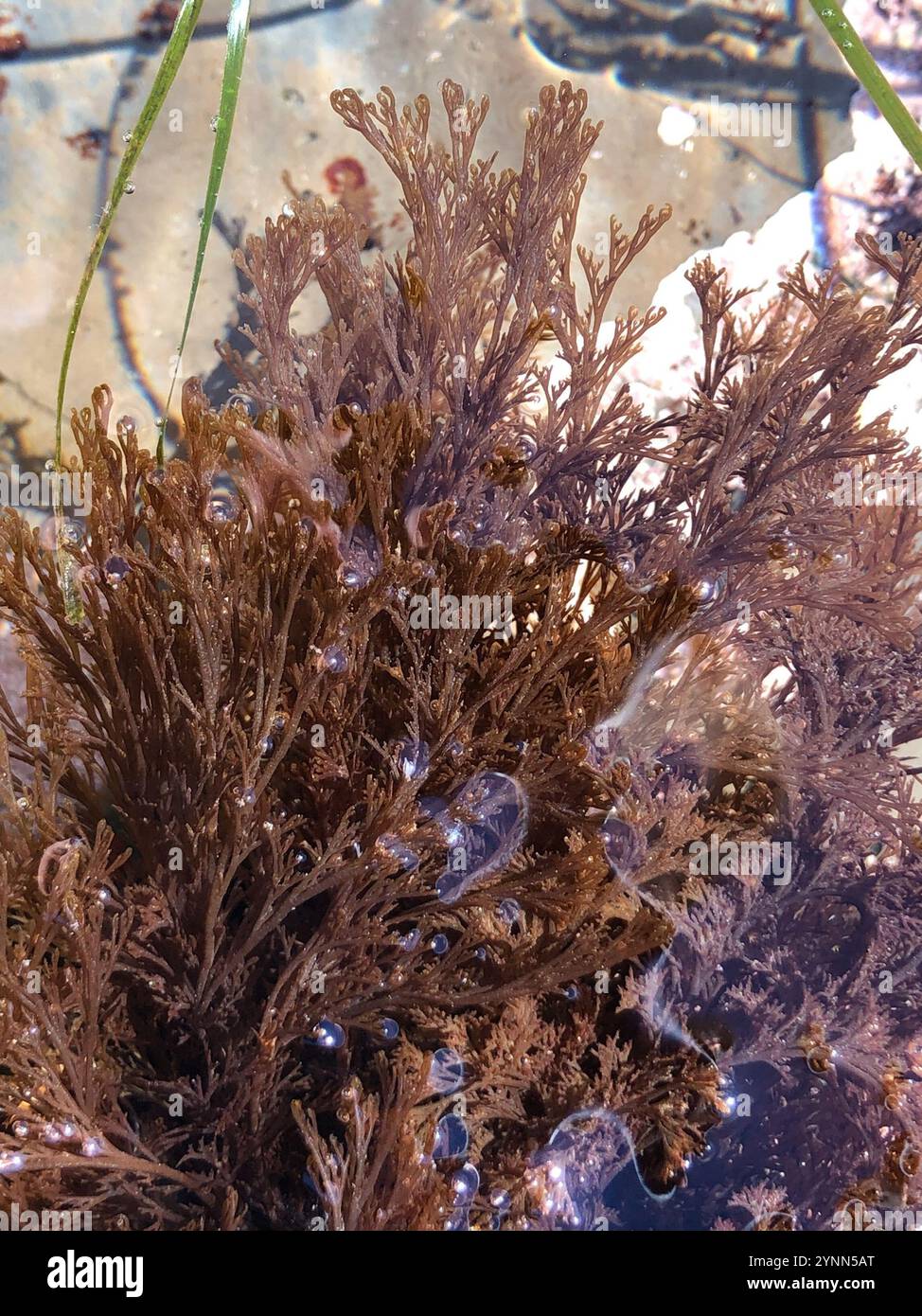 Coarse sea lace hi-res stock photography and images - Alamy