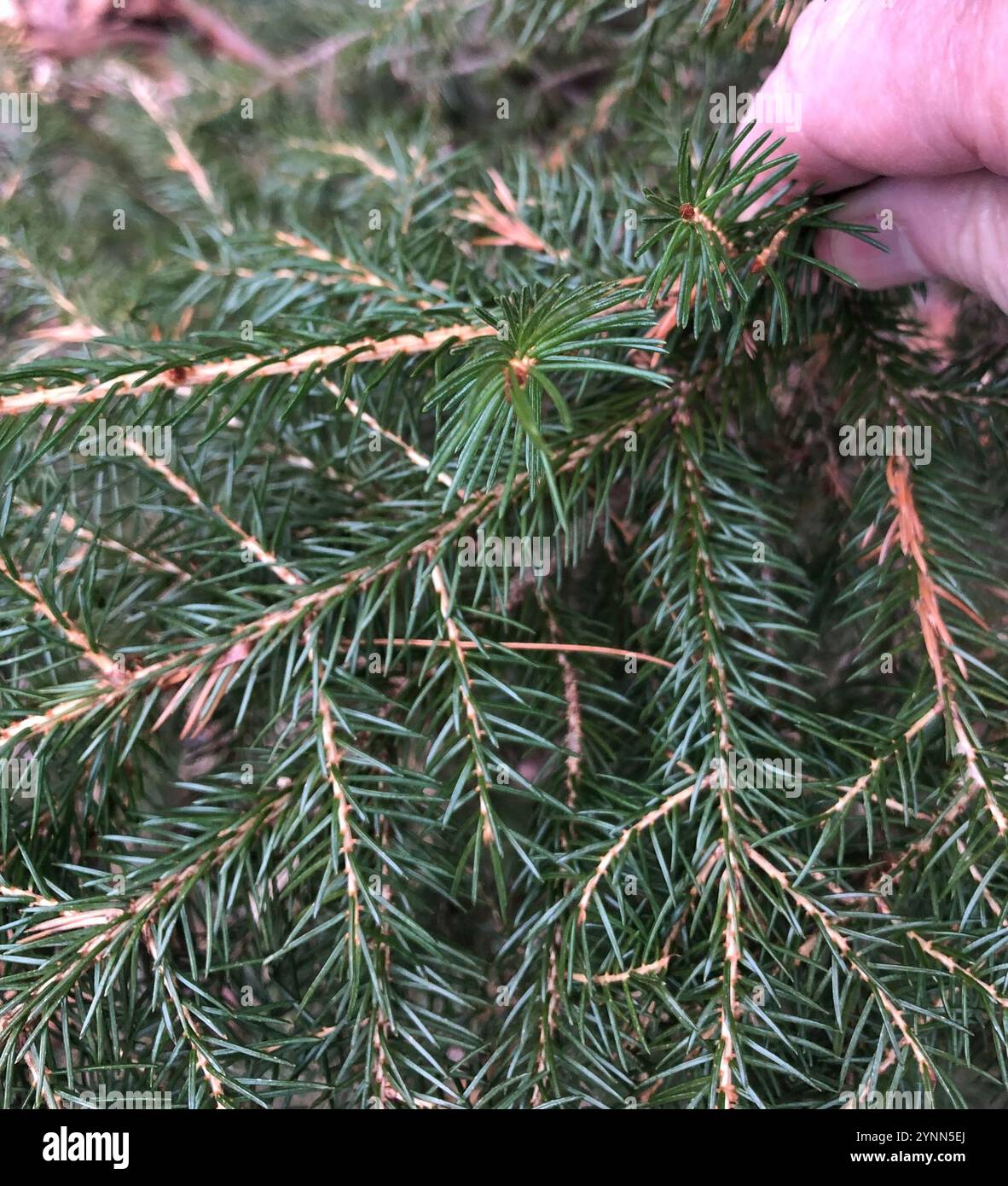 red spruce (Picea rubens Stock Photo - Alamy