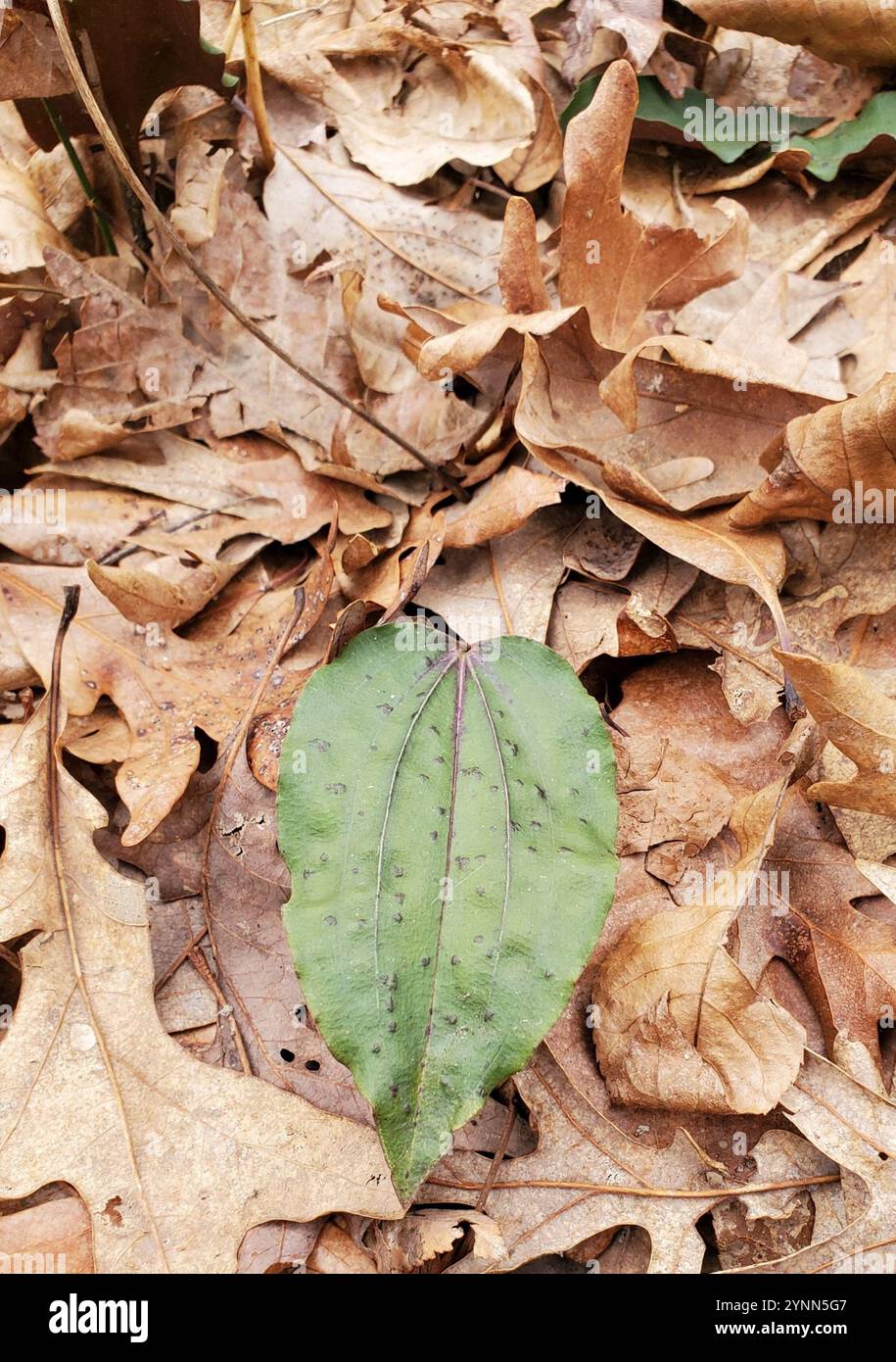 crane-fly orchid (Tipularia discolor Stock Photo - Alamy