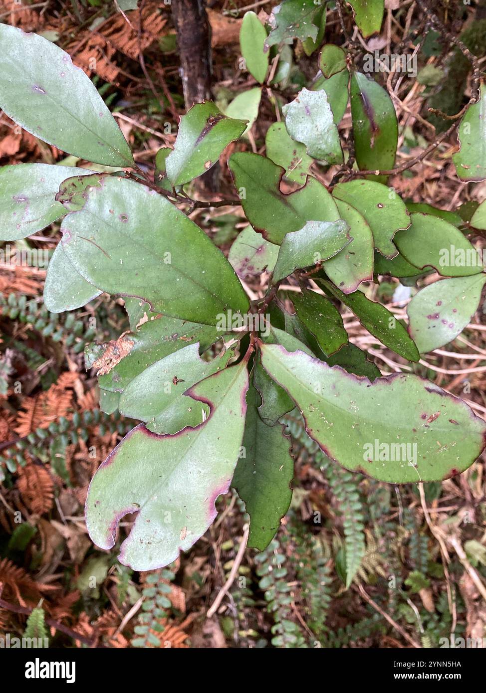 Mountain Horopito (Pseudowintera colorata Stock Photo - Alamy