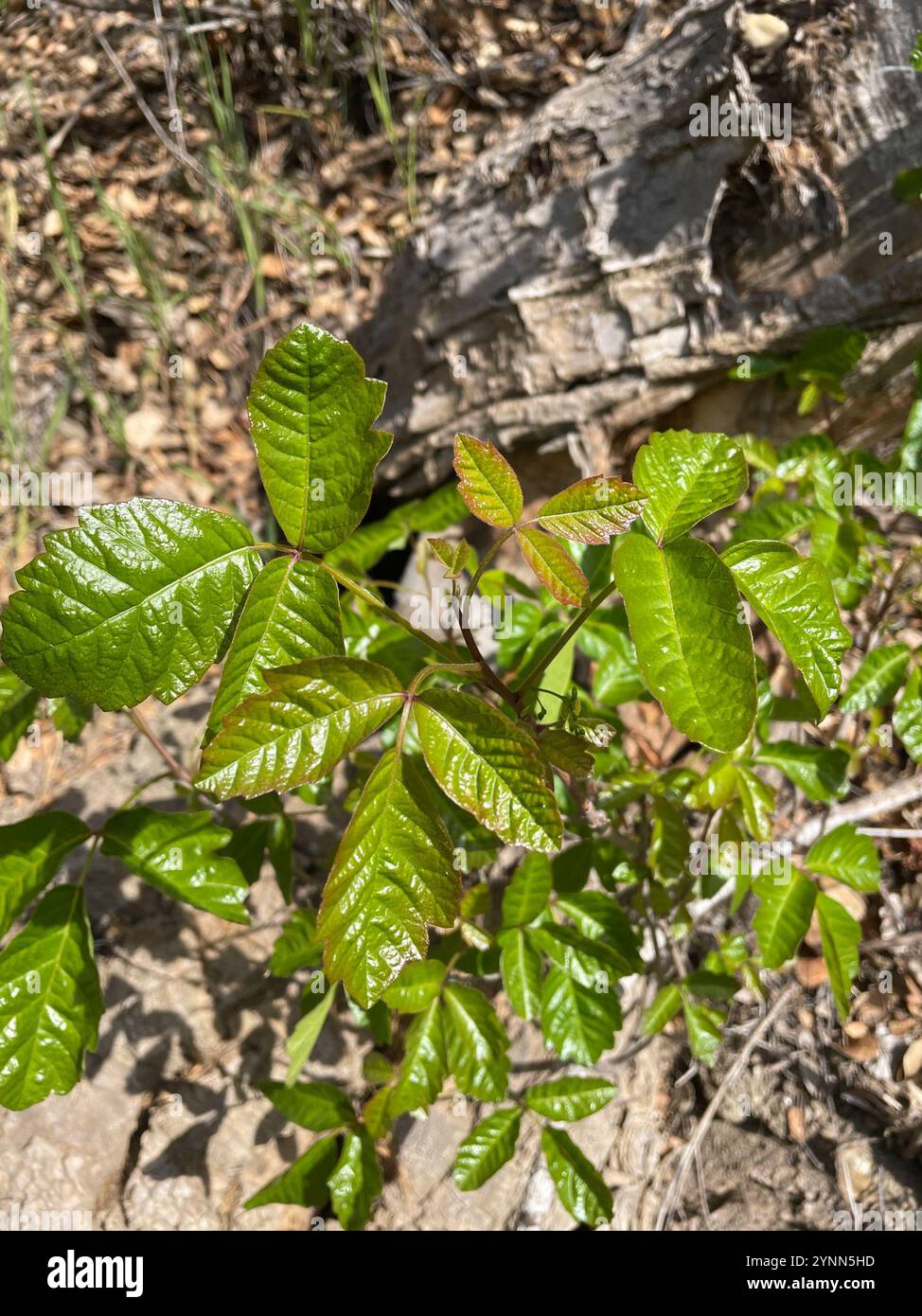 Pacific poison oak (Toxicodendron diversilobum Stock Photo - Alamy