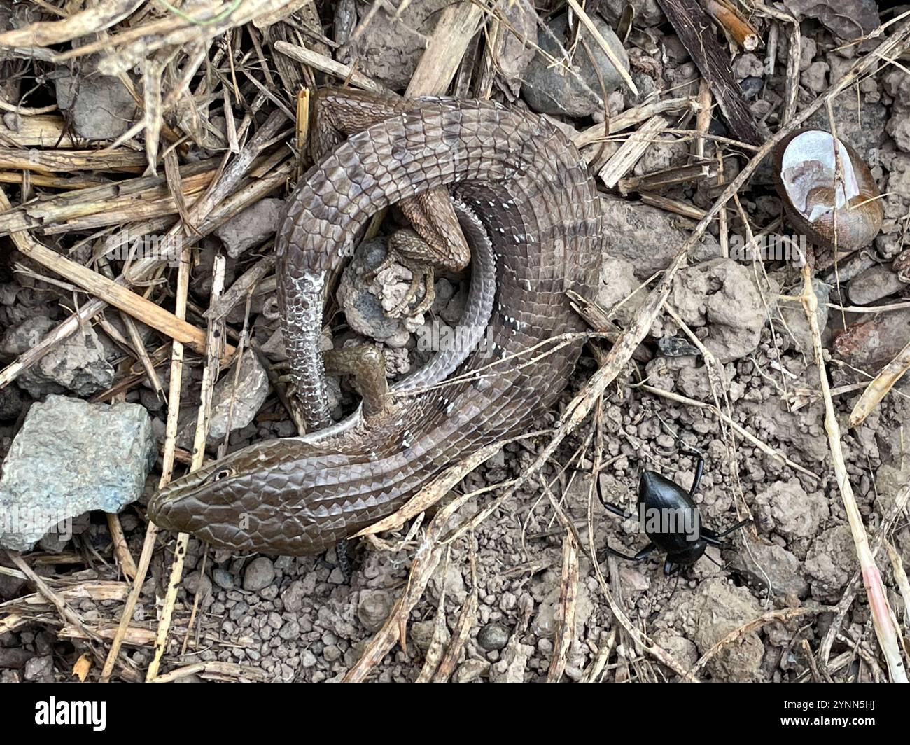 Southern Alligator Lizard (Elgaria multicarinata Stock Photo - Alamy