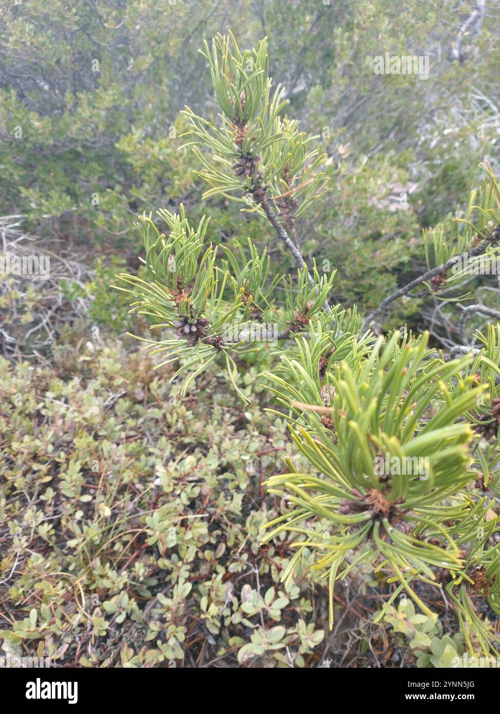 lodgepole pine (Pinus contorta Stock Photo - Alamy