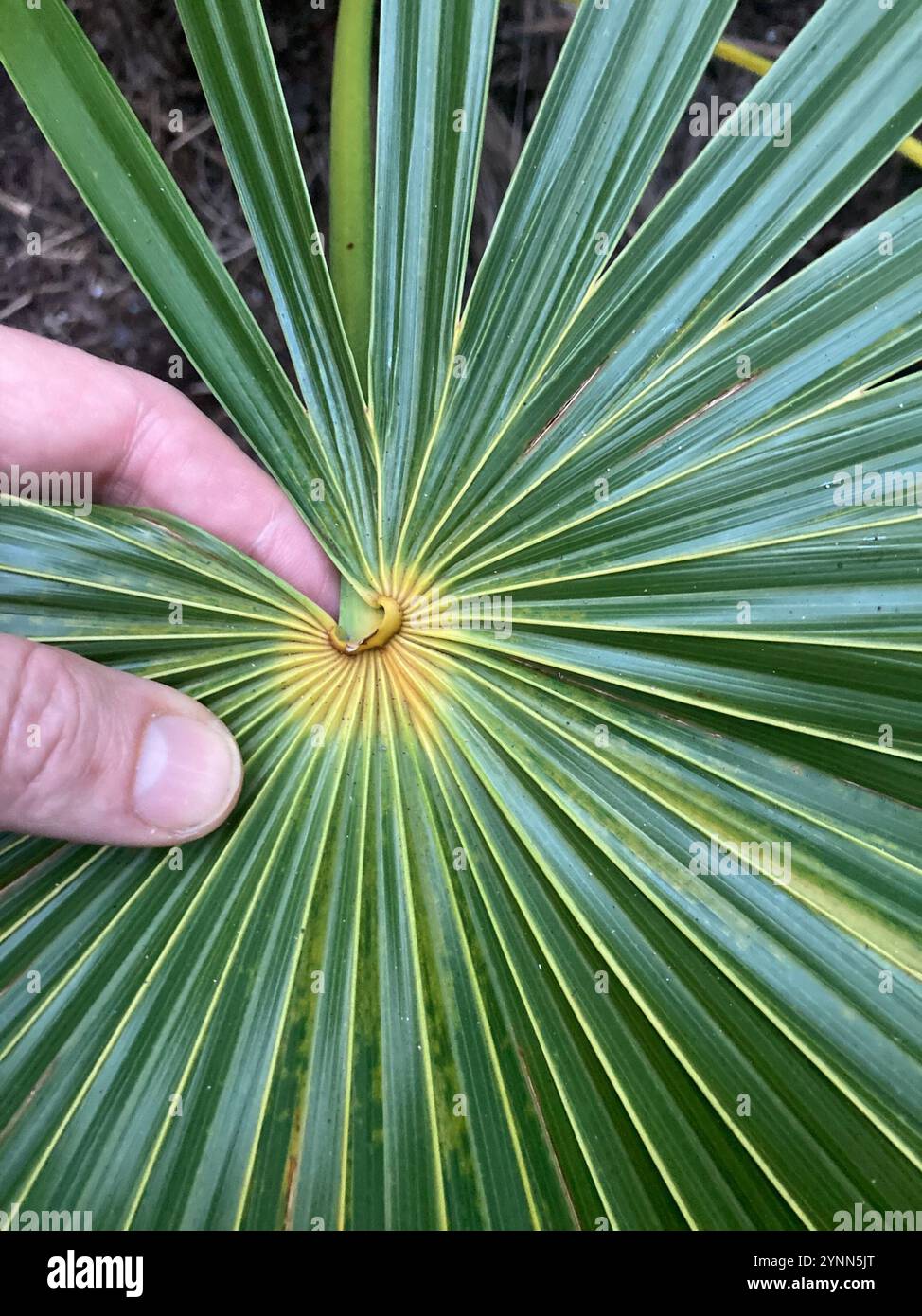 Florida Thatch Palm (Thrinax radiata Stock Photo - Alamy