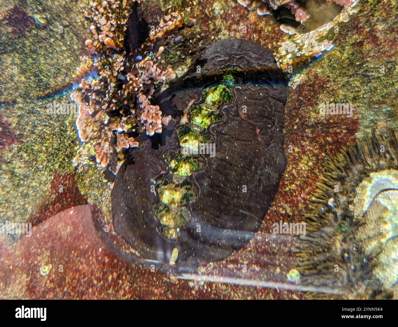 Black leather chiton hi-res stock photography and images - Alamy