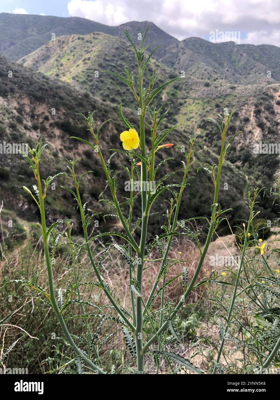 California primrose (Eulobus californicus Stock Photo - Alamy
