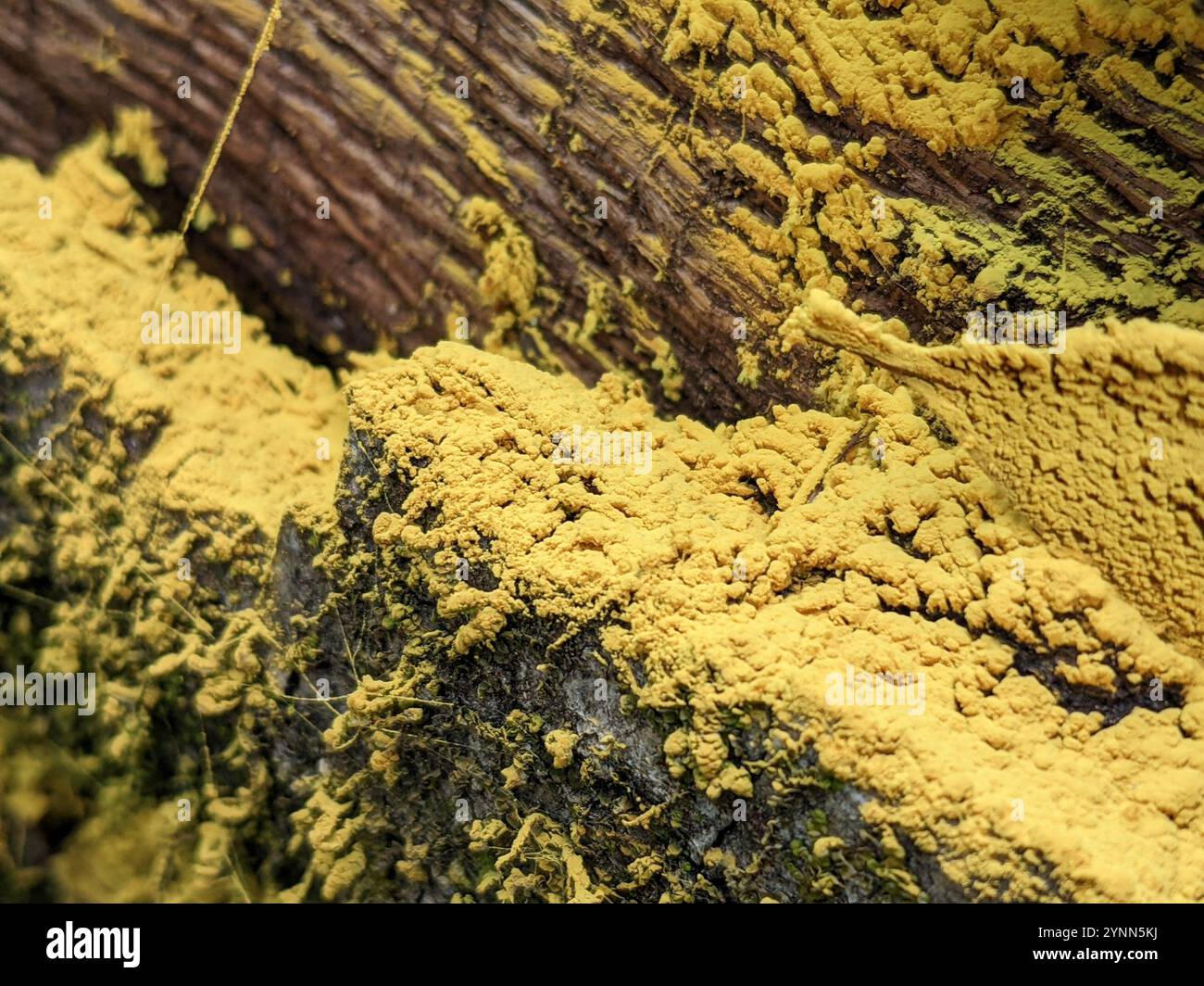 gold dust lichen (Chrysothrix candelaris Stock Photo - Alamy