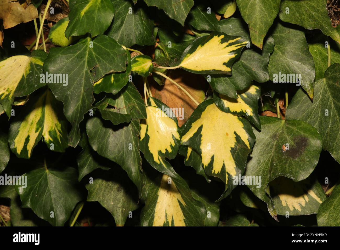 Persian Ivy (Hedera colchica Stock Photo - Alamy