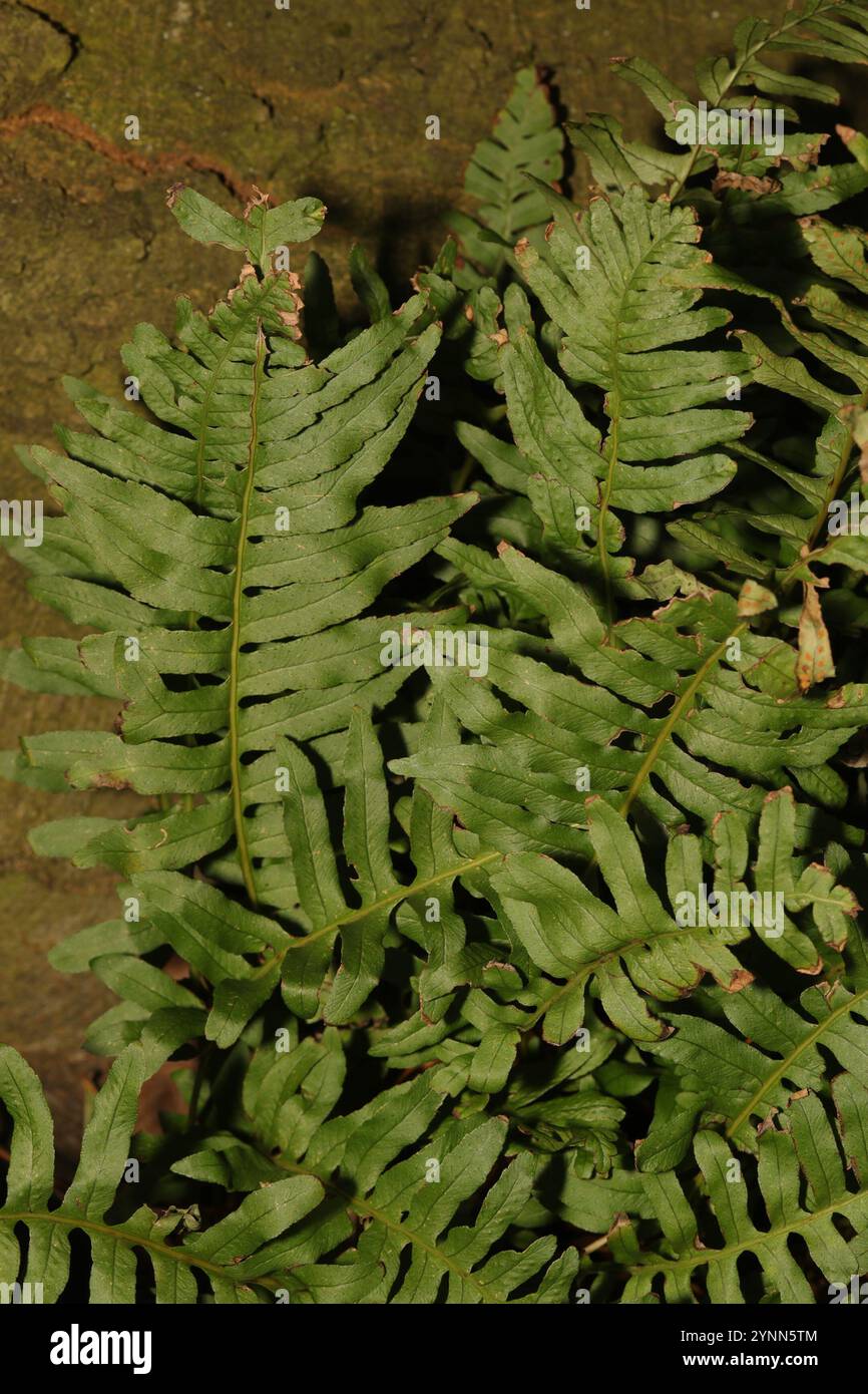 common polypody (Polypodium vulgare Stock Photo - Alamy
